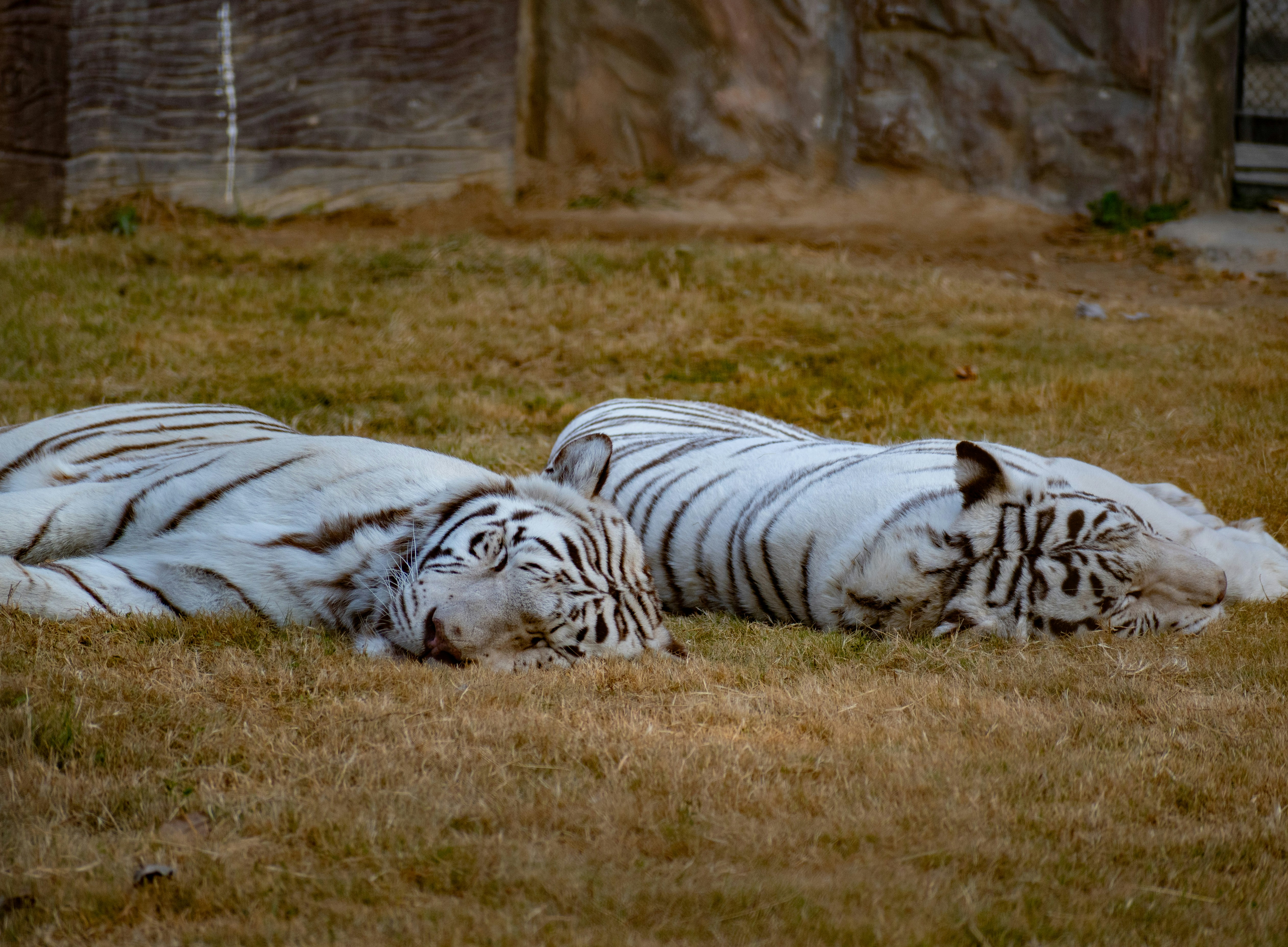 Two white tigers resting peacefully on a grassy patch, their distinctive stripes contrasting with the golden grass. The tranquil scene captures the essence of wildlife in repose.