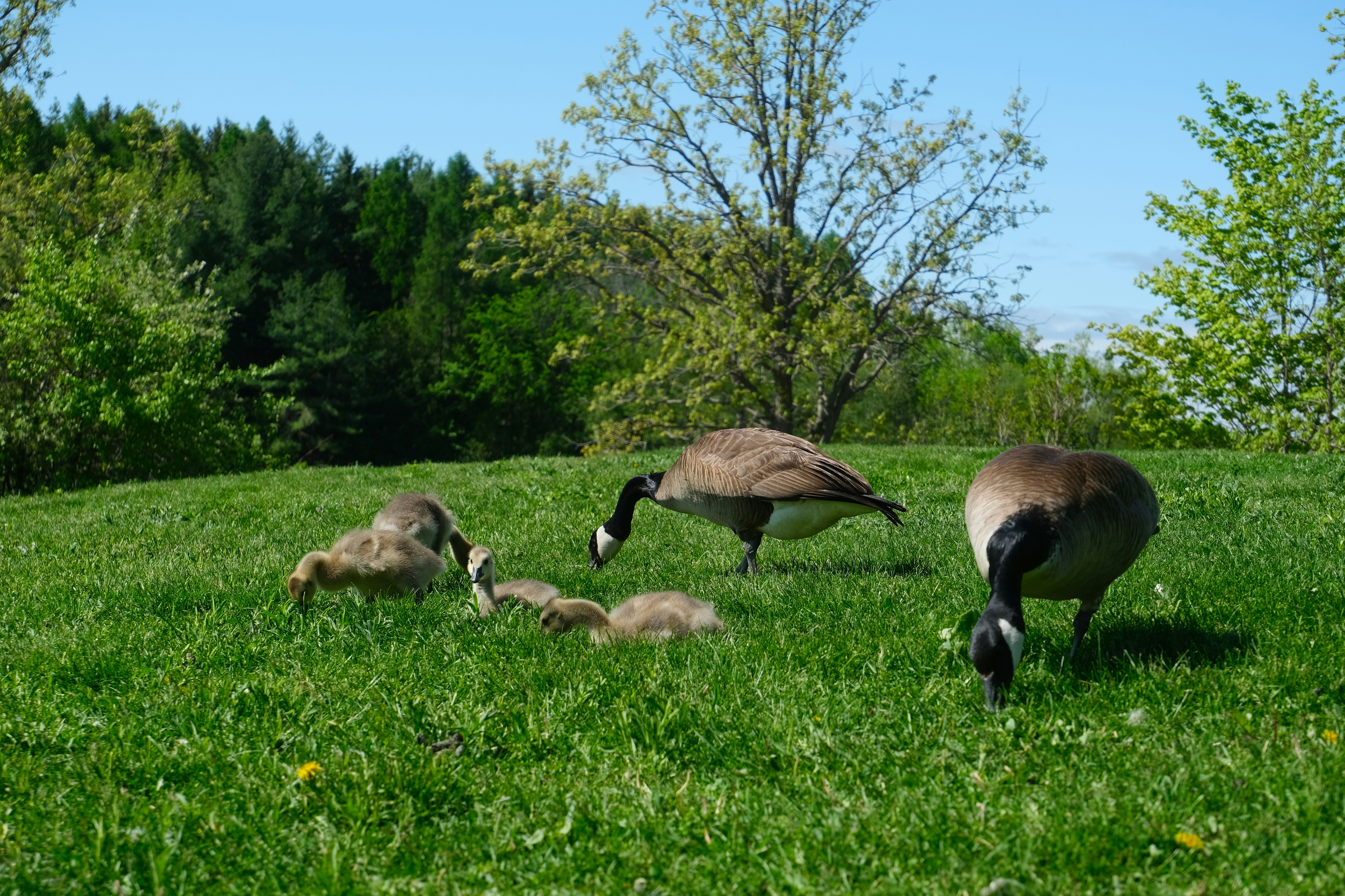 Sunlit Meadow Moment: A Canada Goose Stands Amid Grazing Goslings