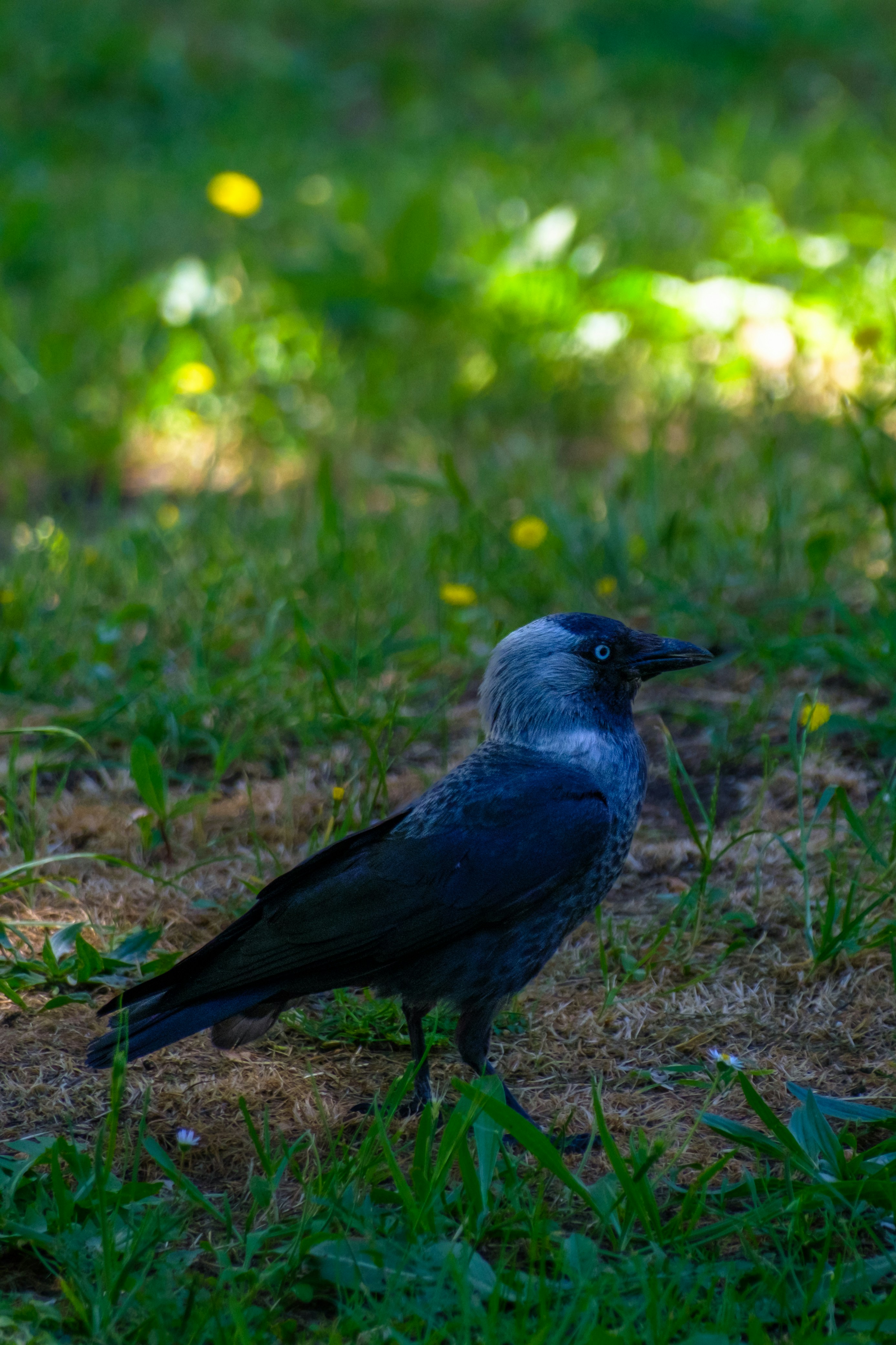 Azure Crow in a Sunlit Meadow