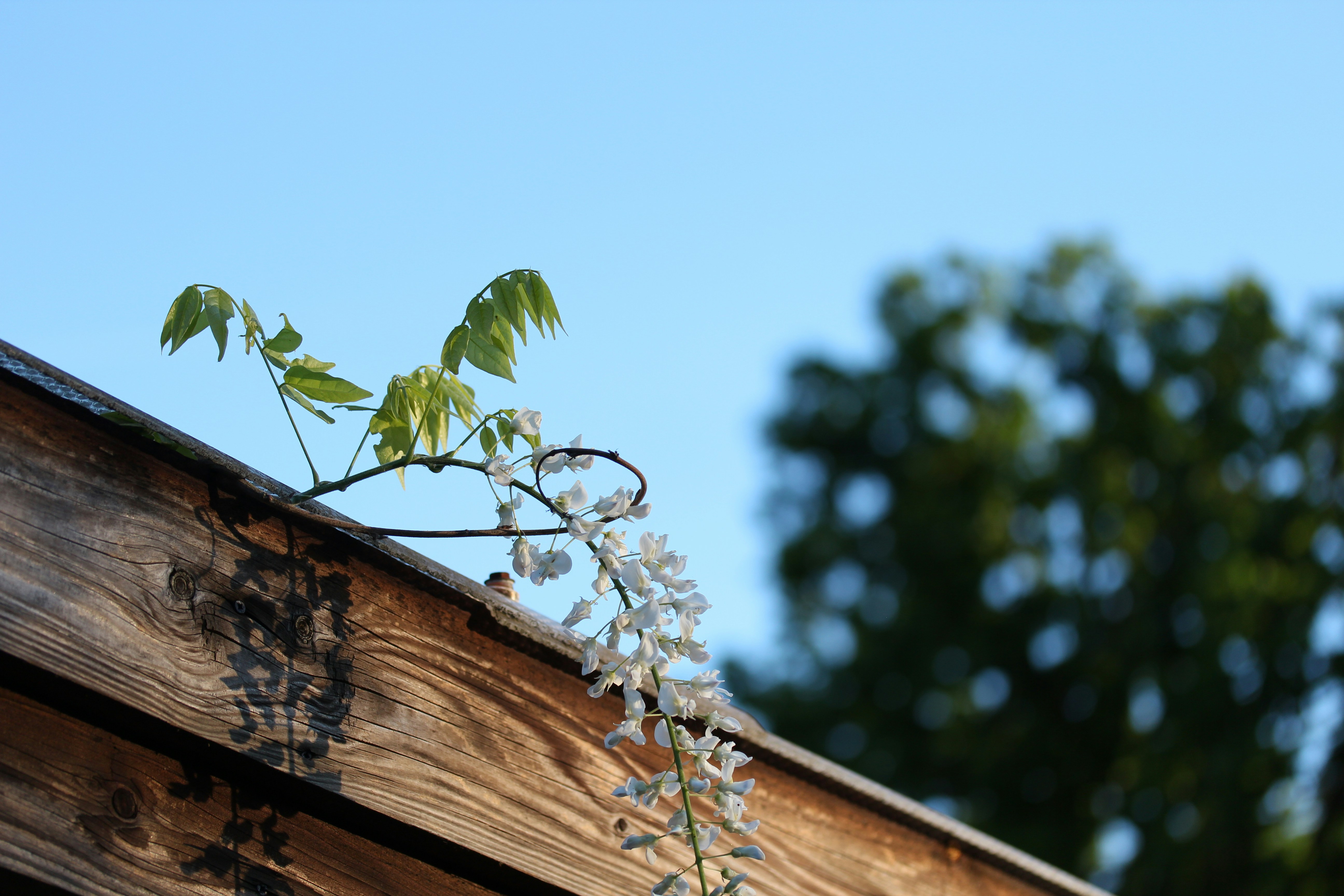 Whispers of Nature: A Climbing Bloom