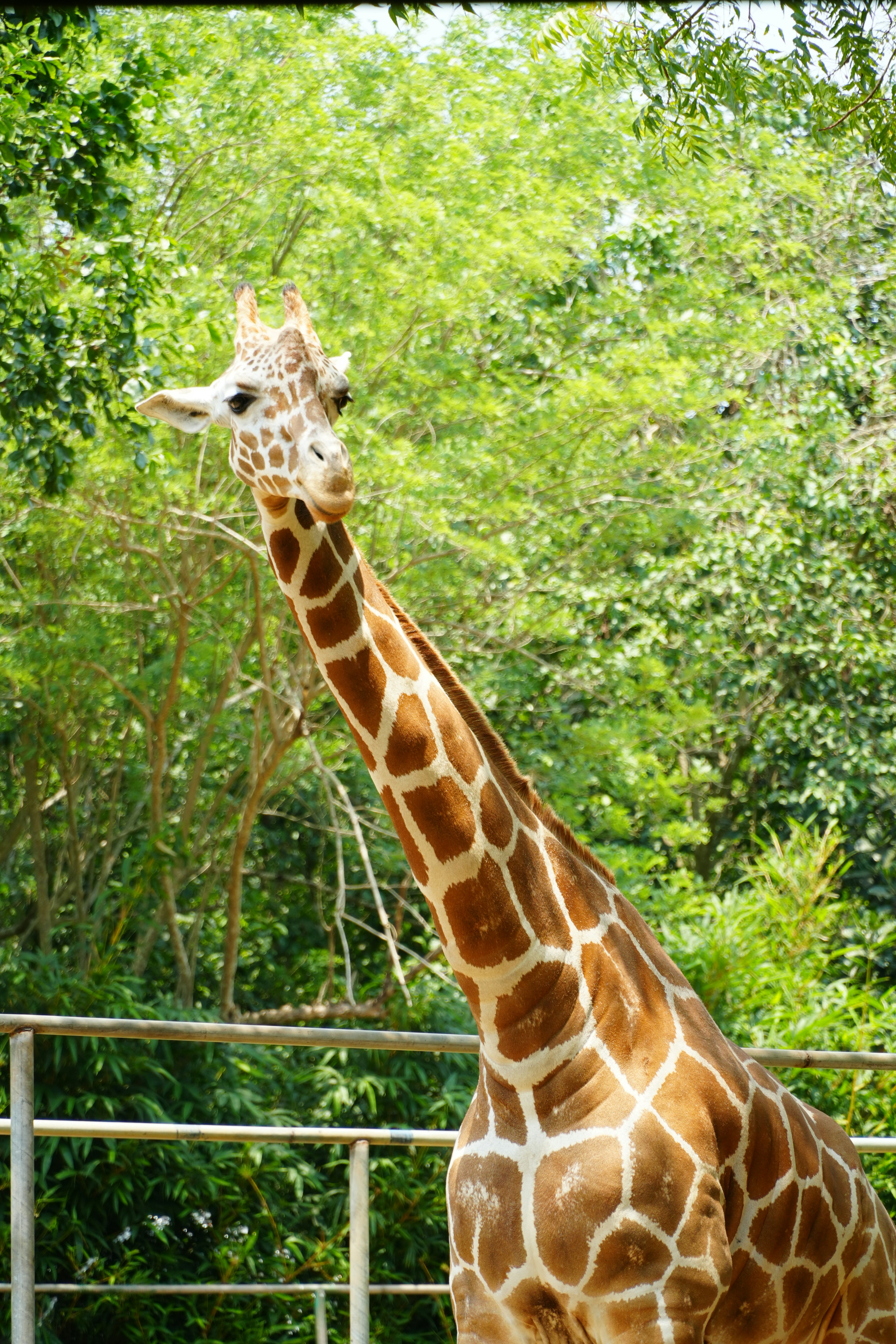 Tall Grace: A Giraffe's Serenade Amidst Lush Greens