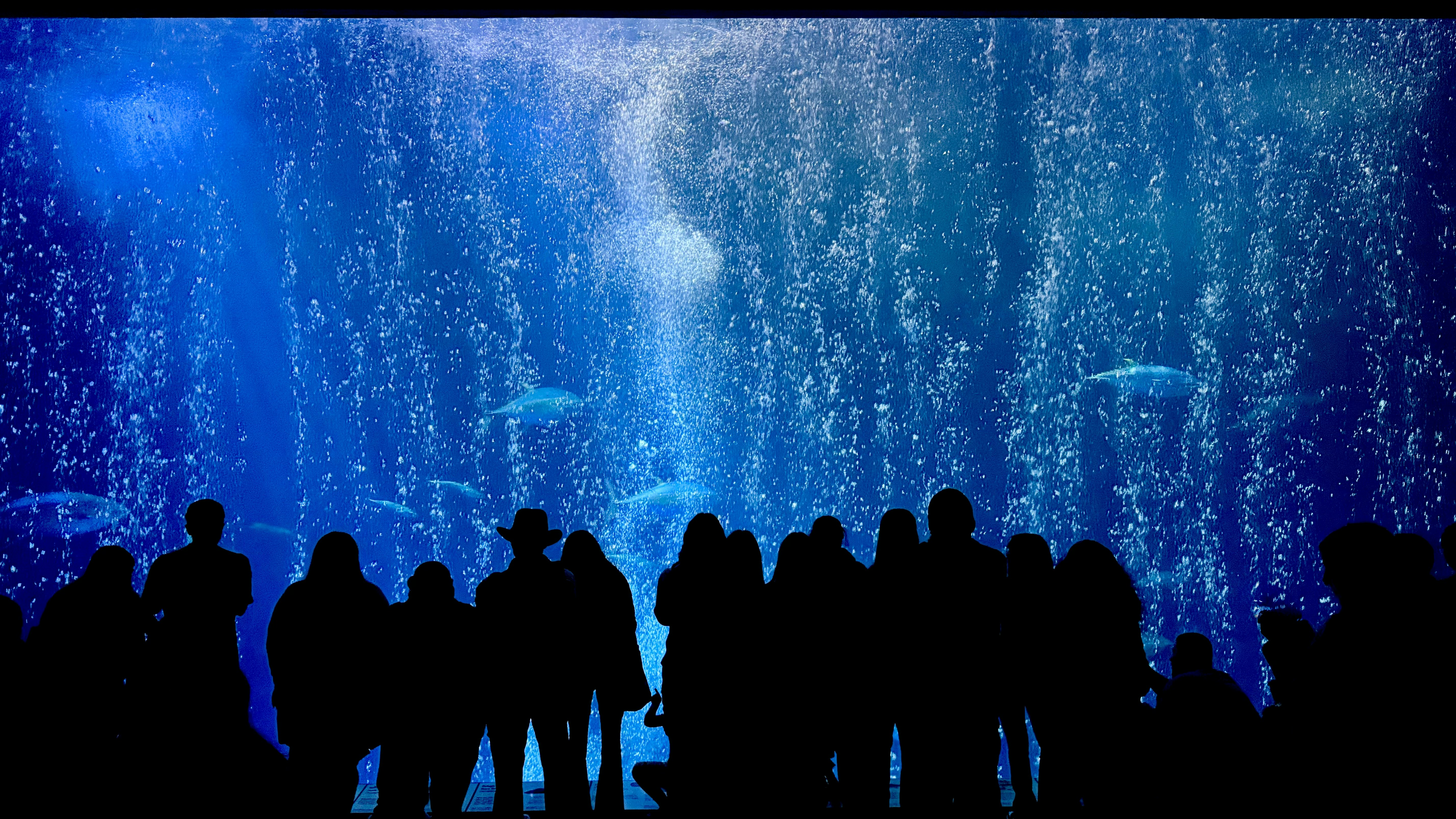 Aquatic Reverie: A Silhouette Symphony