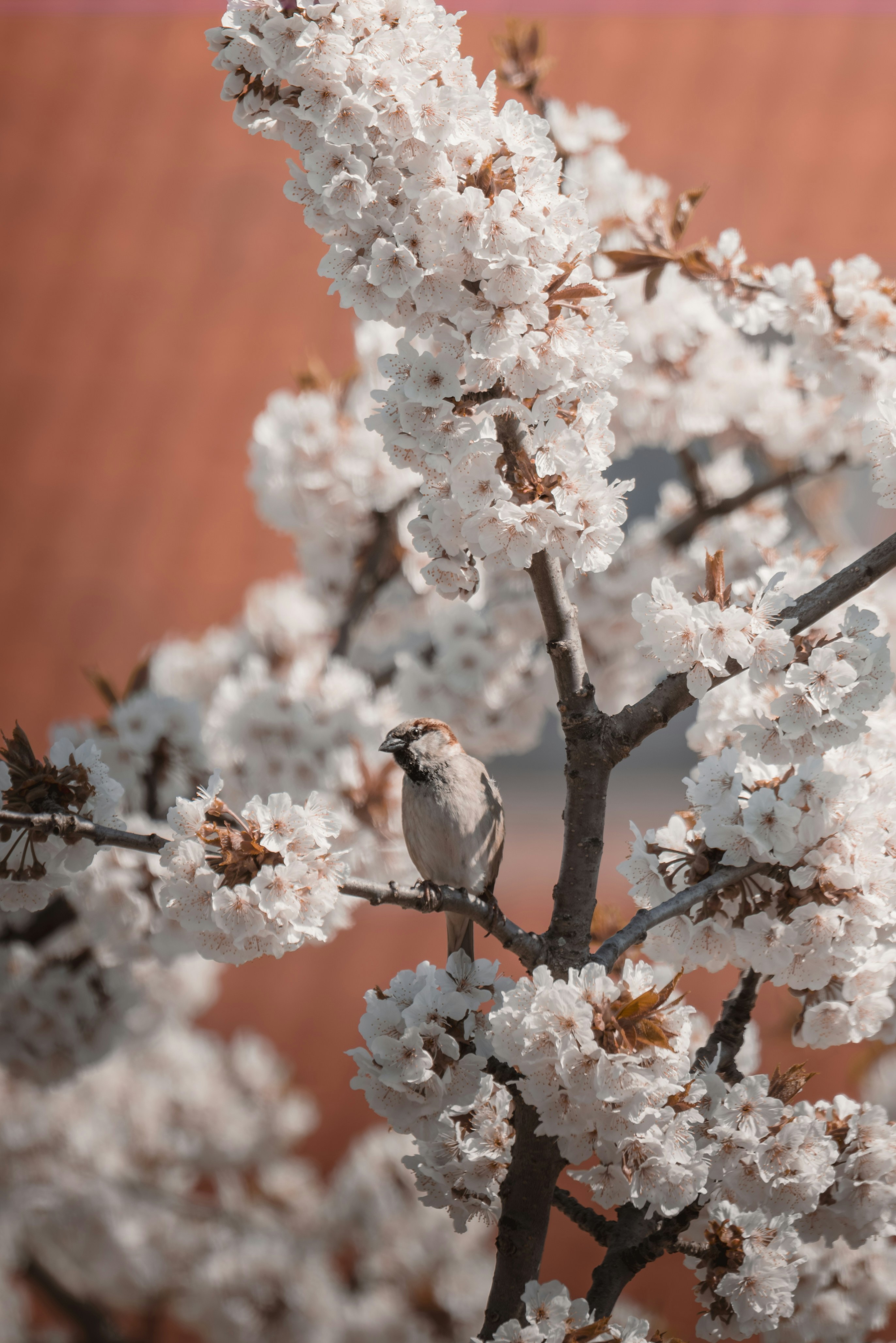 A sparrow perches among beautiful white flowers. photo – Free Wallpaper ...