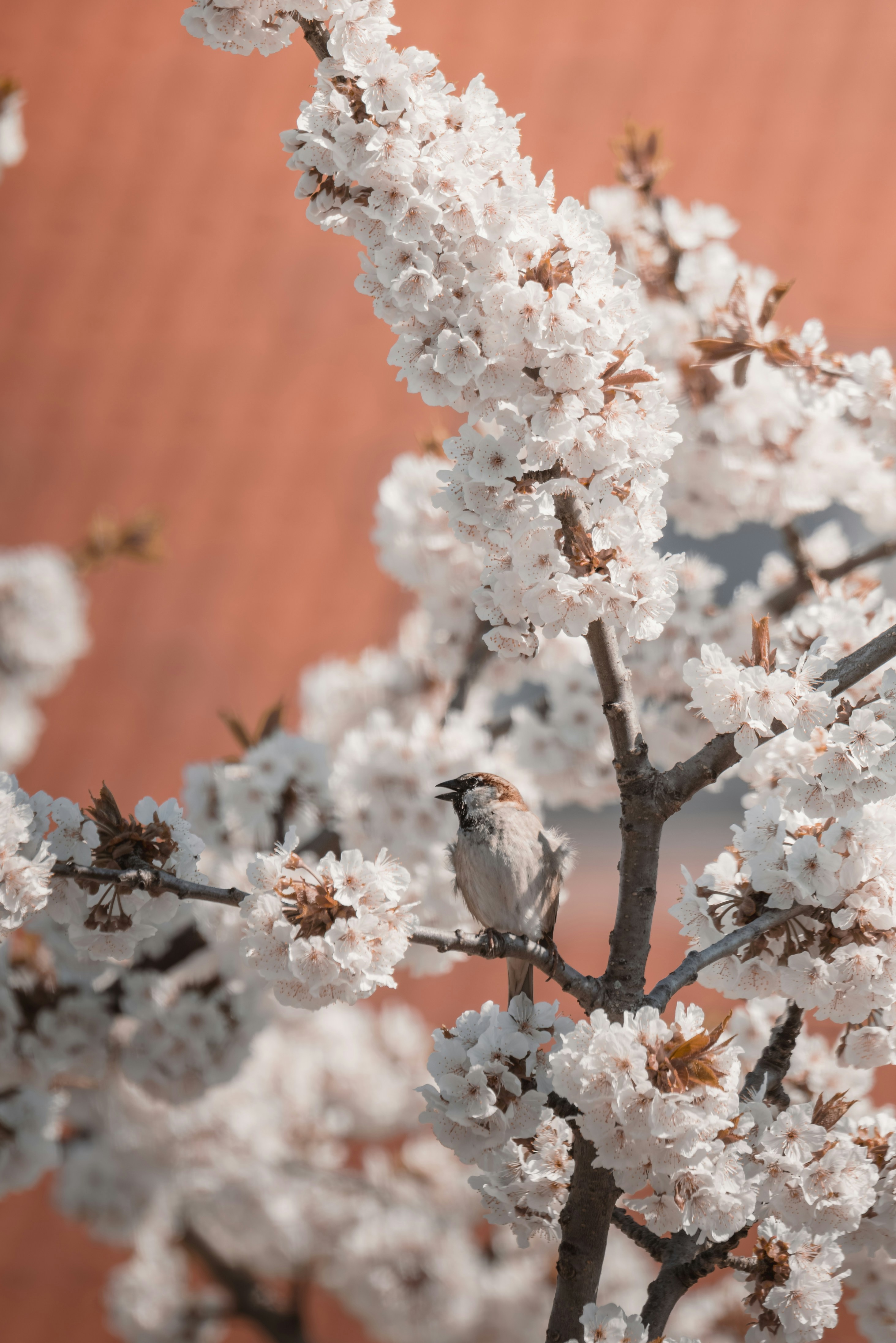 Sparrow Among Snow-White Blossoms Beside a Sunlit Brick Wall