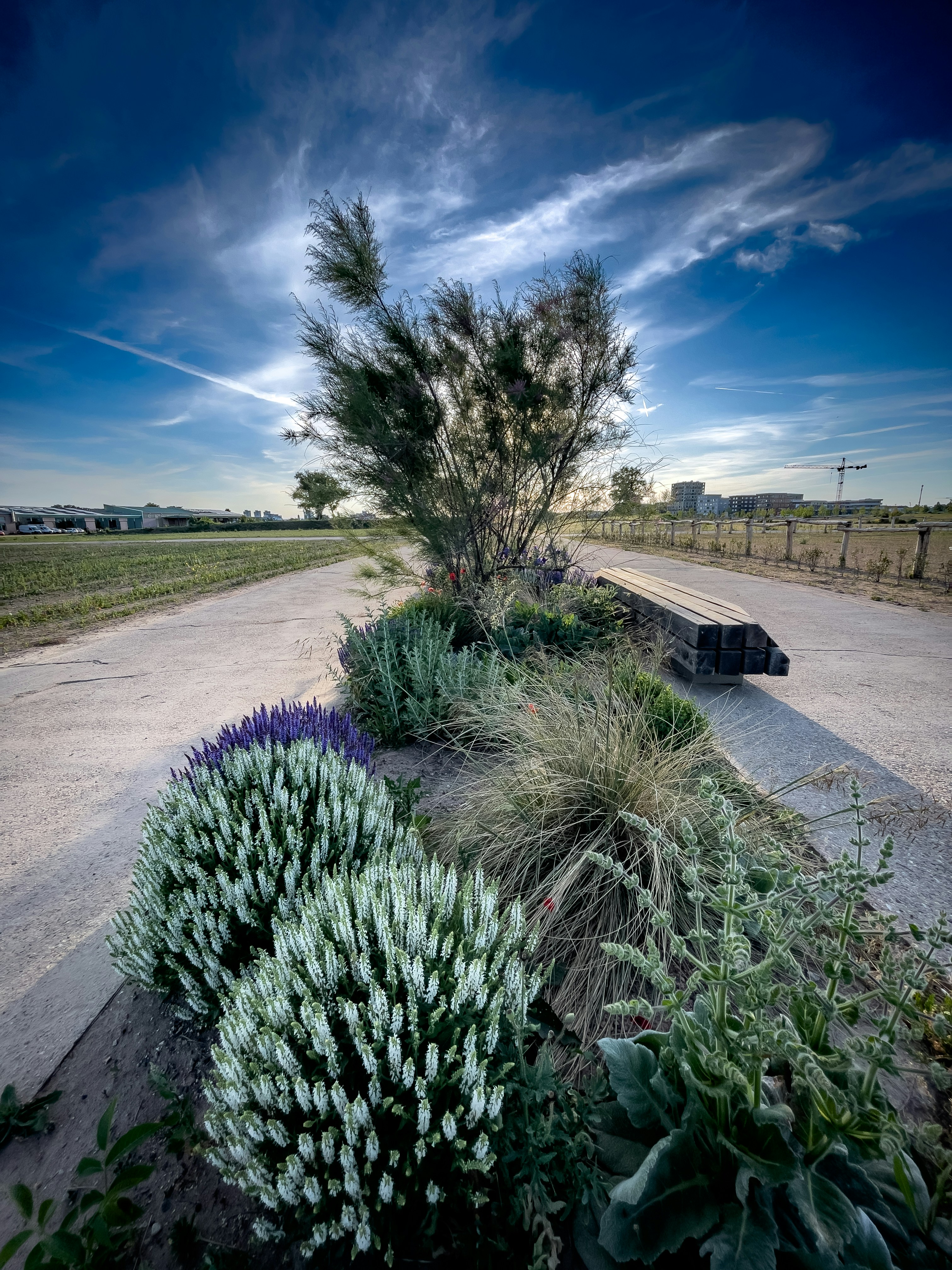 Verge of Bloom Along a Quiet Path Under an Expansive Blue Sky
