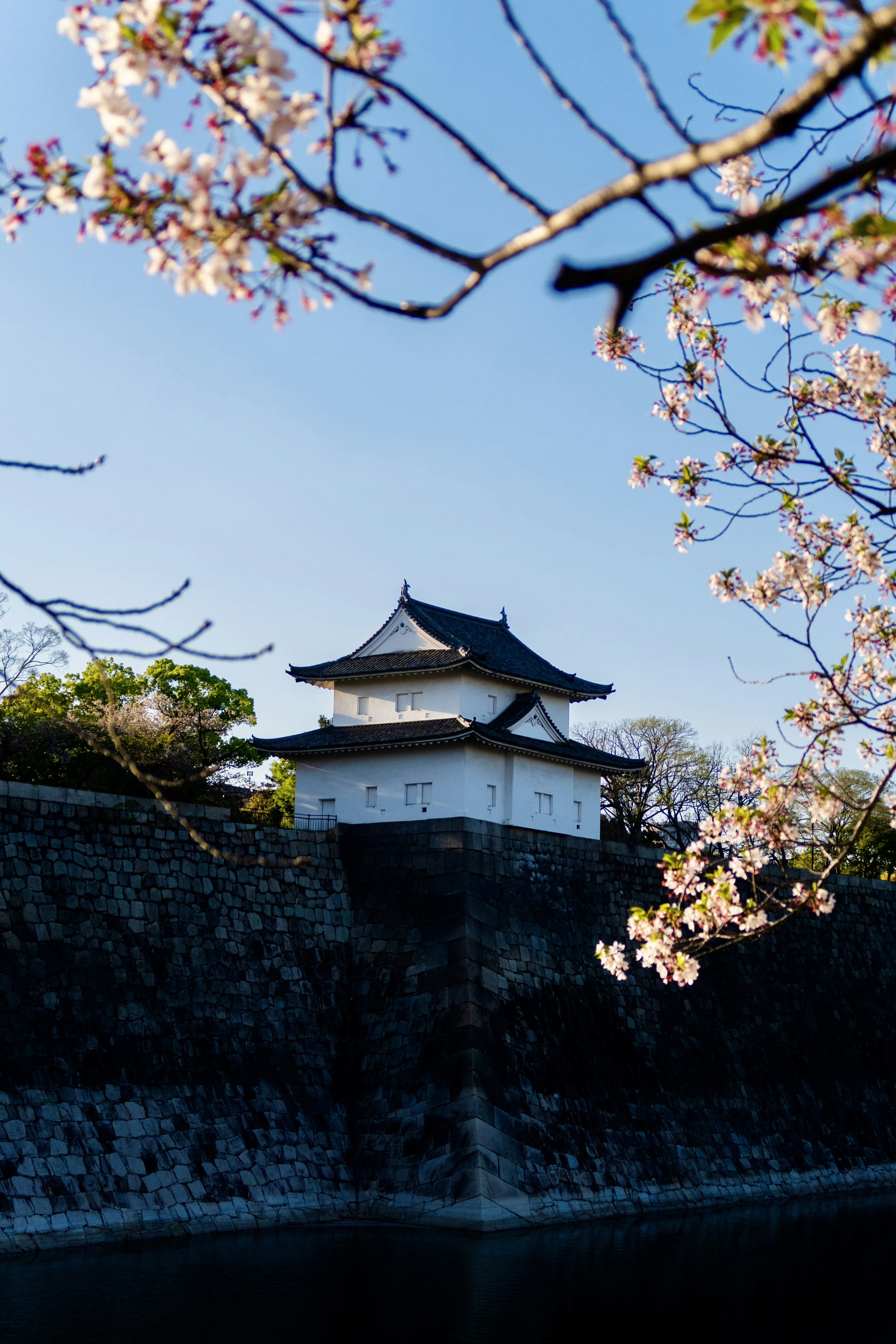Osaka Castle framed by delicate cherry blossoms — a perfect springtime moment in Japan.