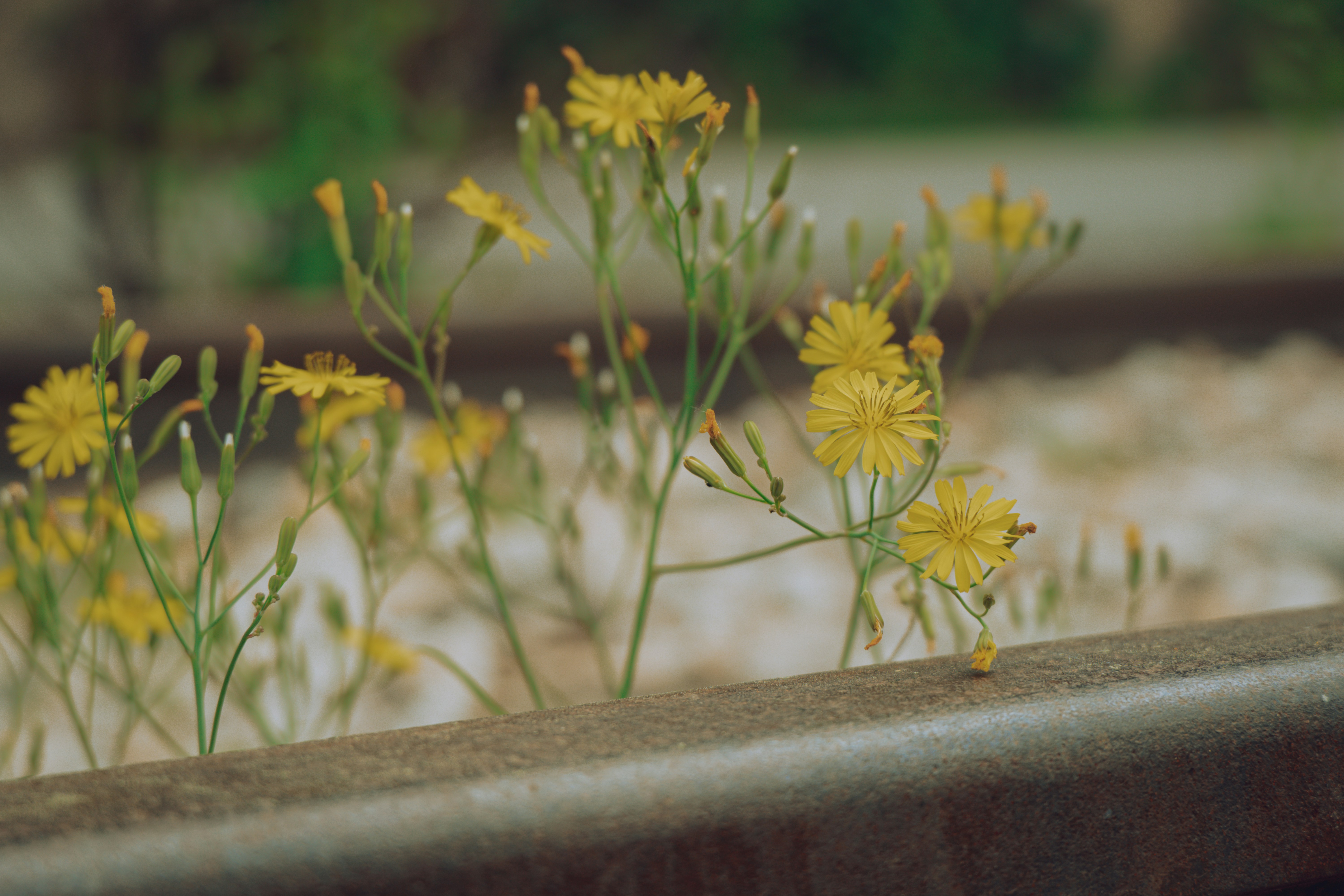 Yellow wildflowers along a rusted rail trim the frame