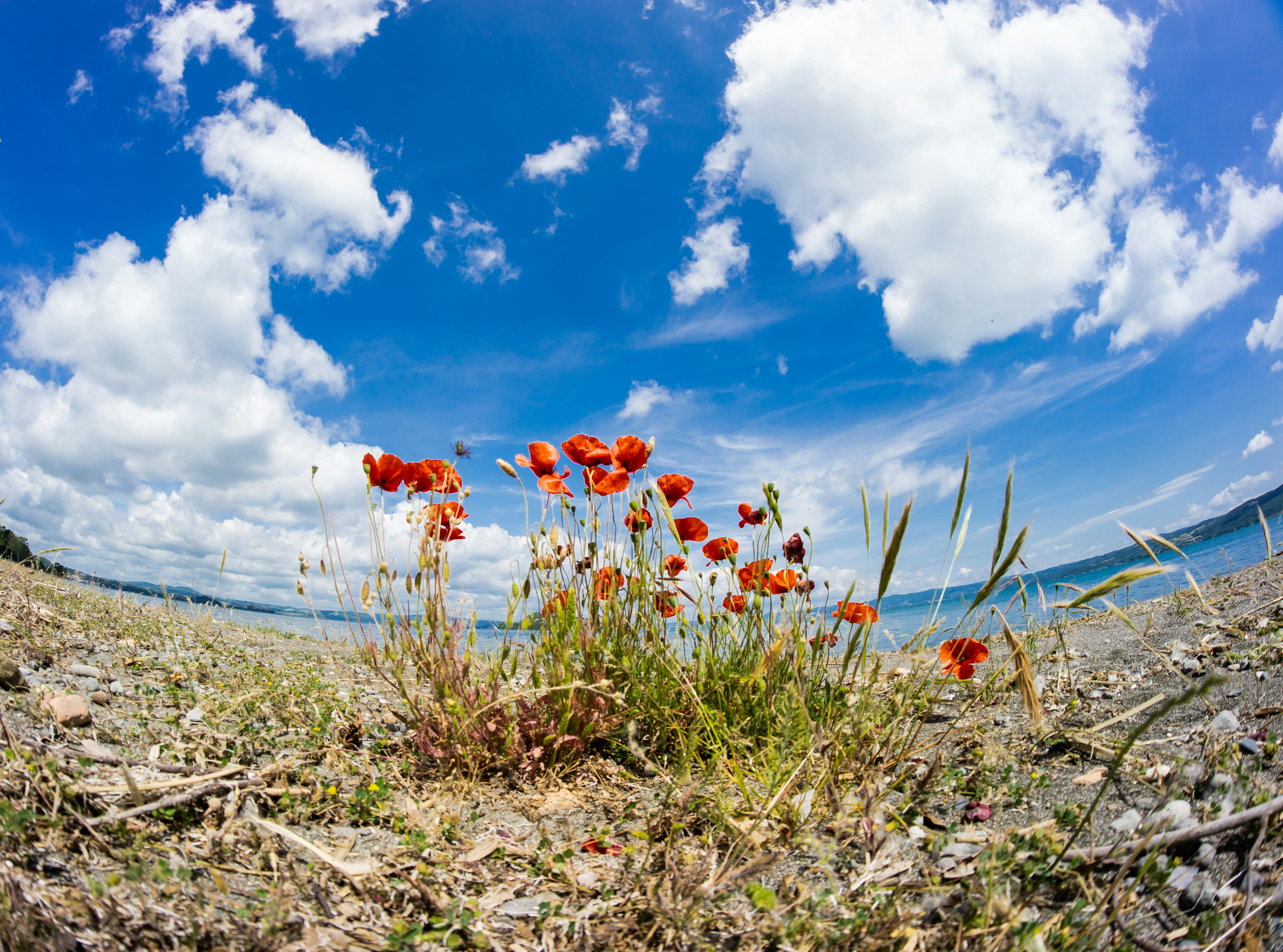Crimson Poppies at the Pebble Shore under a Vast Azure Sky