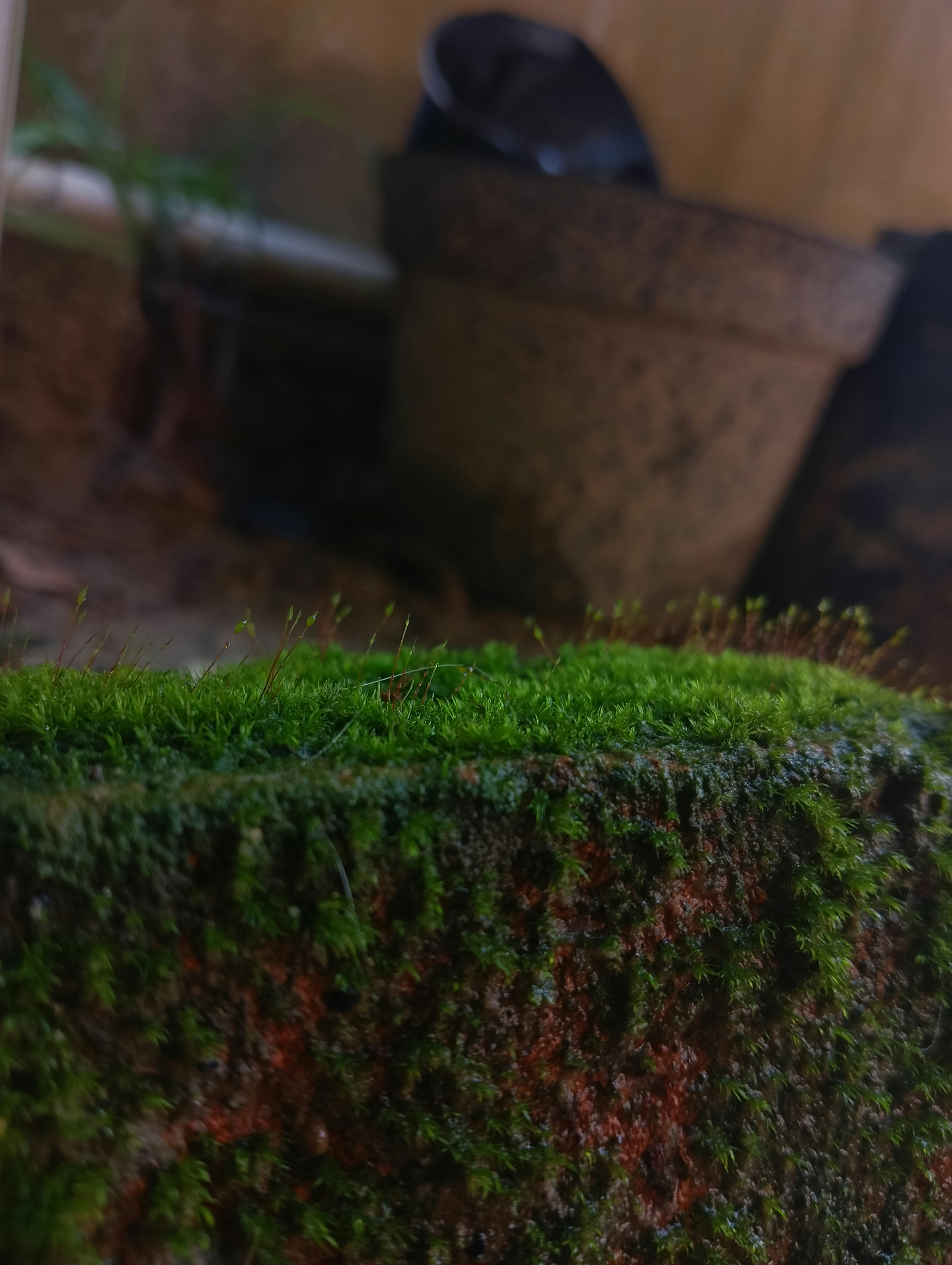 Vibrant green moss covering a stone surface, with a blurred background featuring a plant pot. The focus highlights the intricate details of the moss.