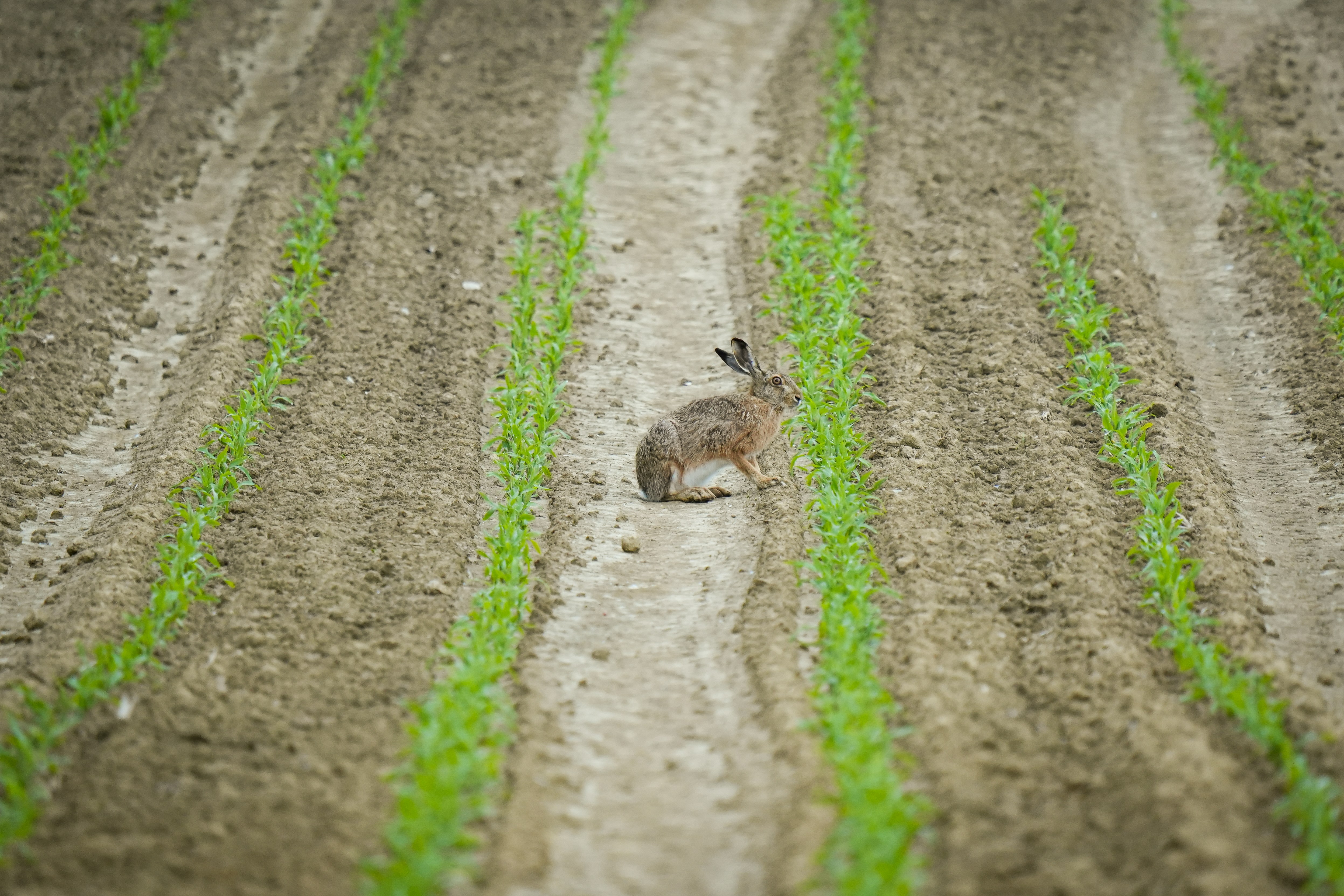 Whiskers Between Green Furrows: A Field Rabbit's Quiet Moment