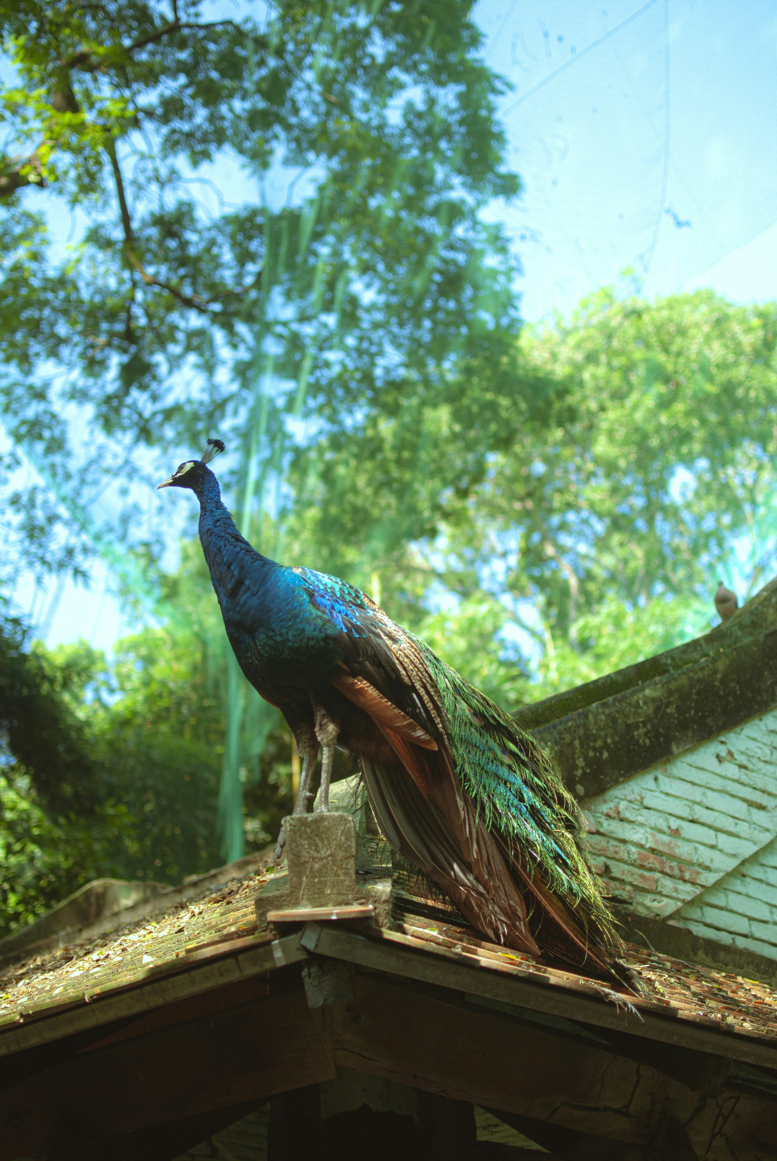 Peacock on a Tiled Roof: Colors and Quiet Grandeur