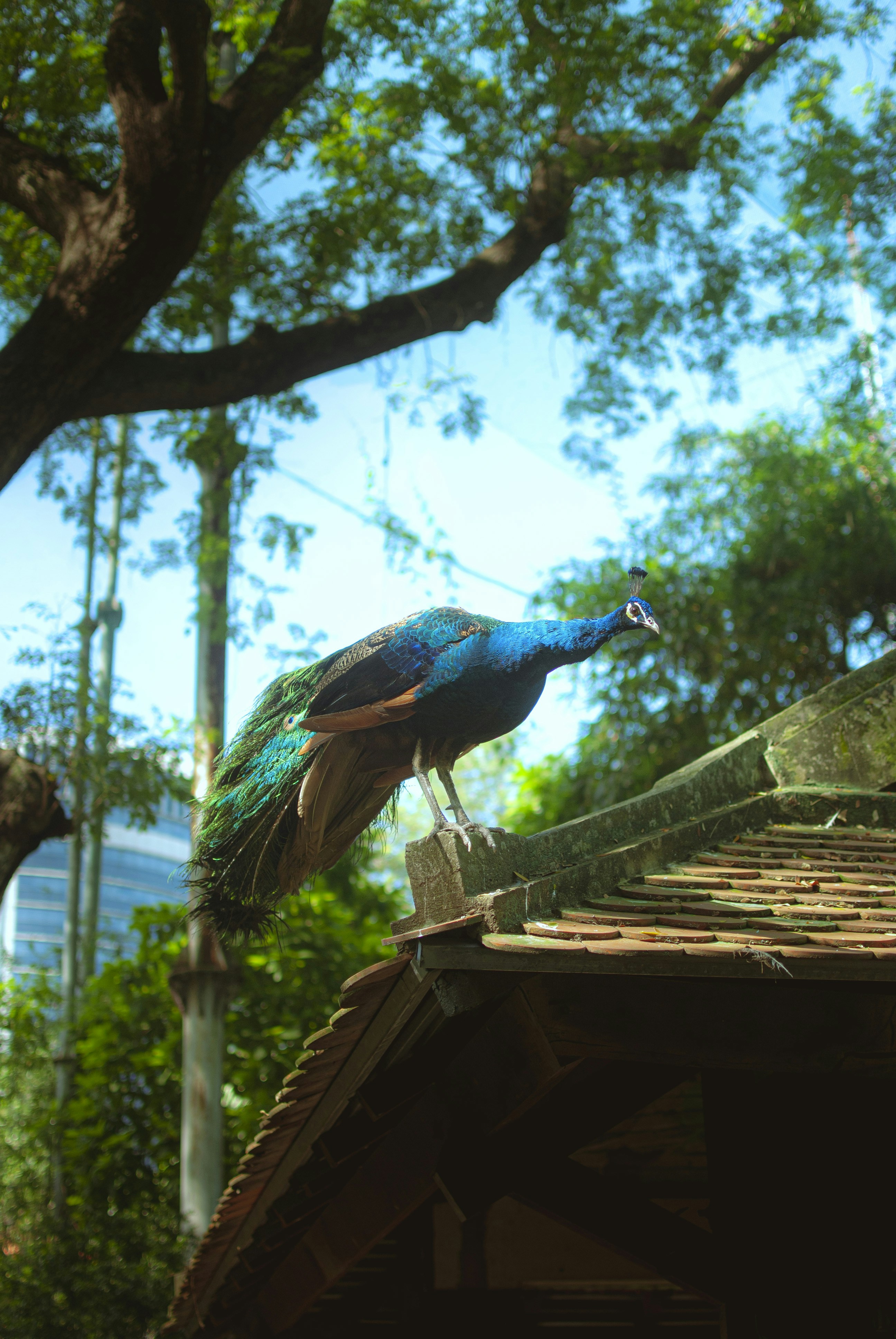 Emerald Plume on the Roof Ridge: A Peacock’s Quiet Moment