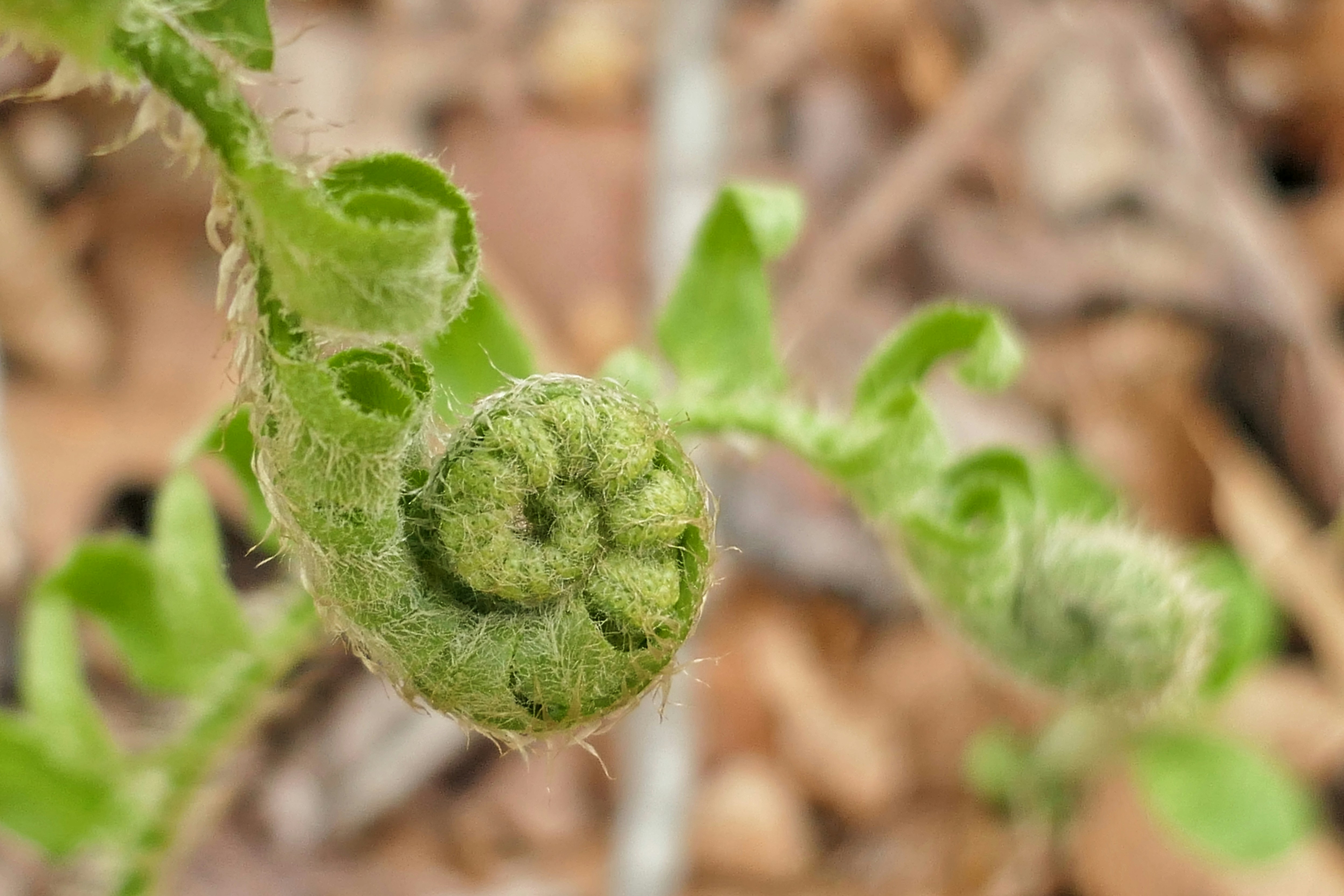 Emerging Life: The Unfurling Fern