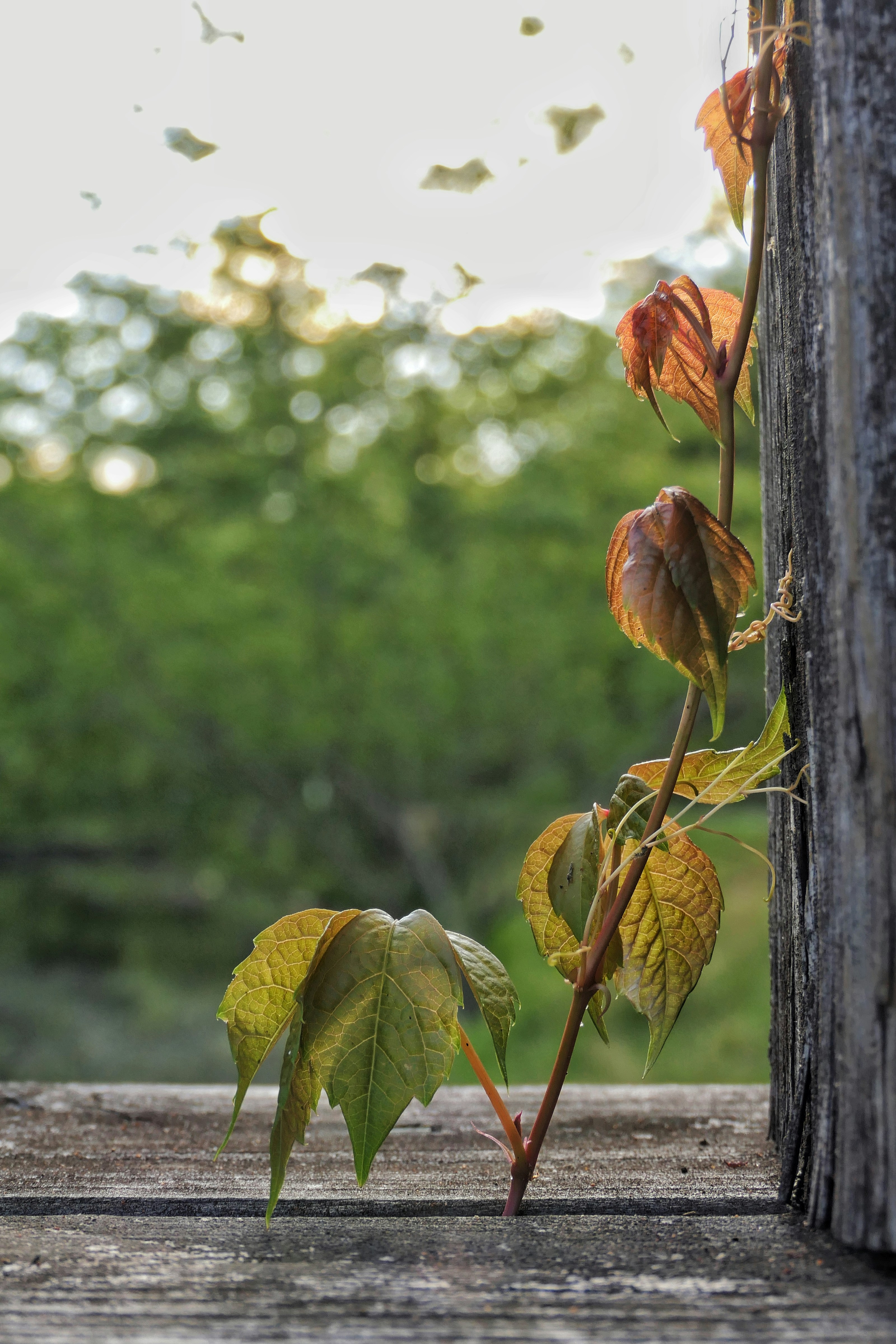Vibrant green and orange leaves climbing a wooden post, symbolizing nature's tenacity amidst decay.