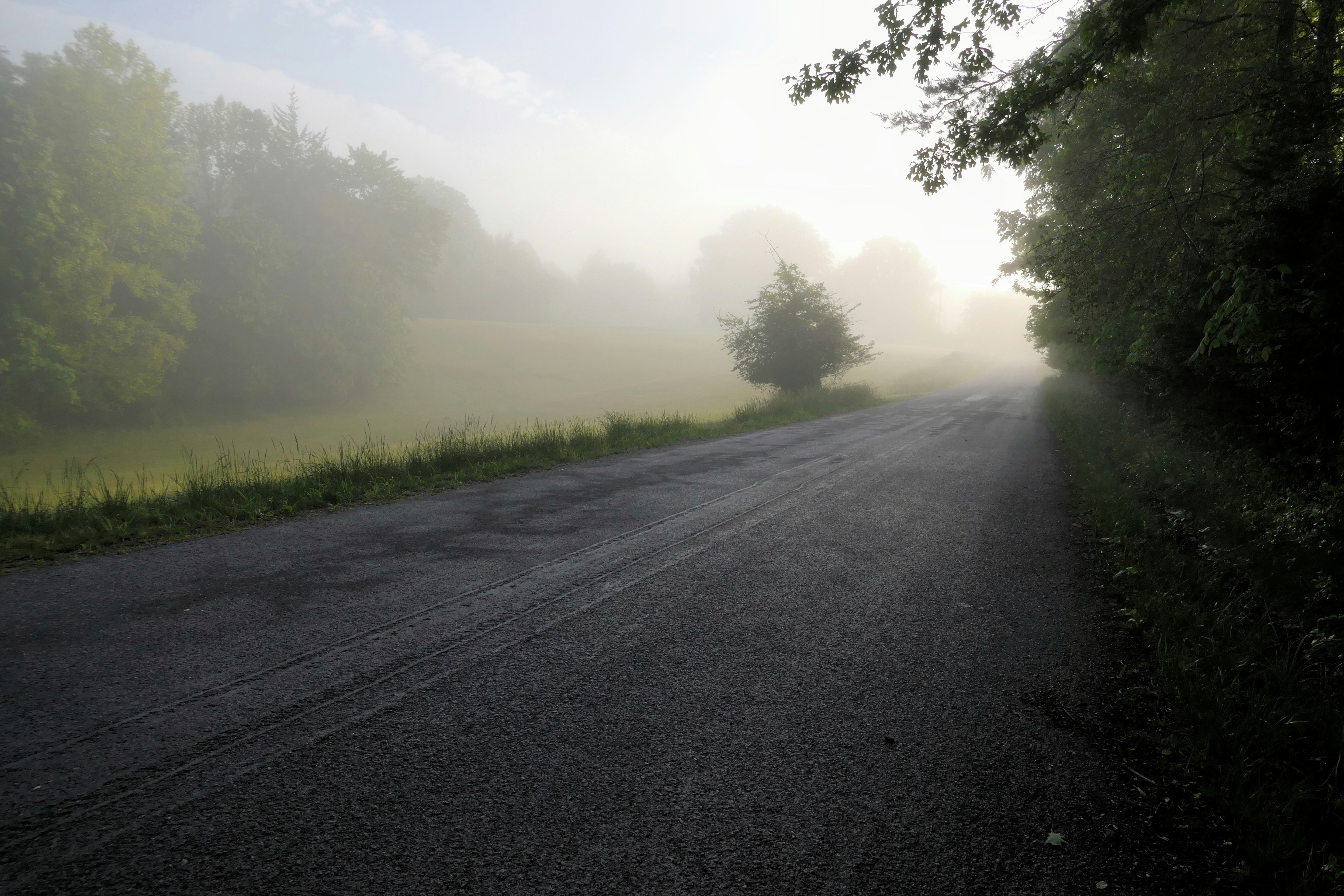 A winding road enveloped in soft morning fog, flanked by lush greenery and silhouettes of trees. The scene evokes a tranquil, serene atmosphere.