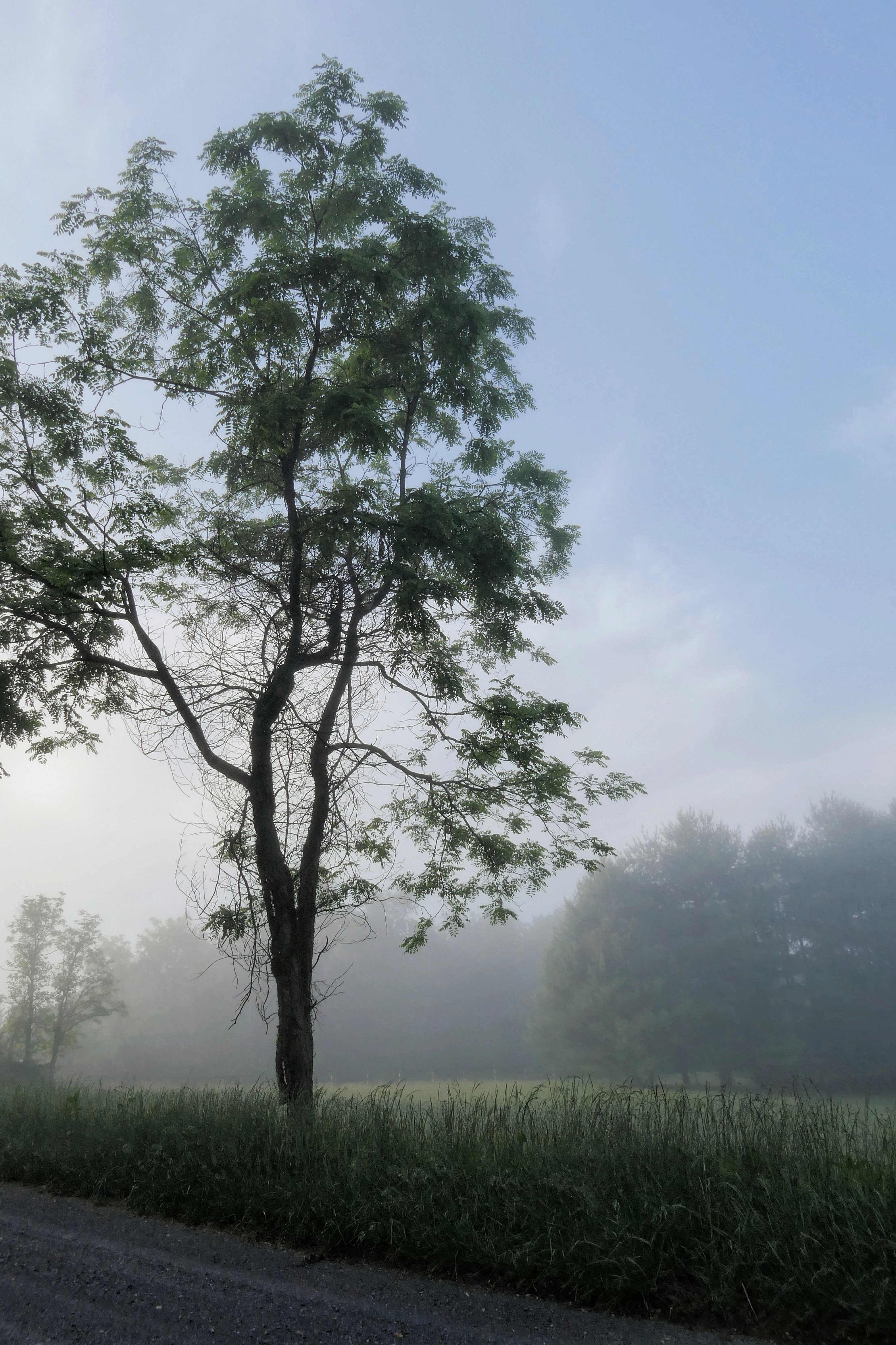 foggy morning silhouettes