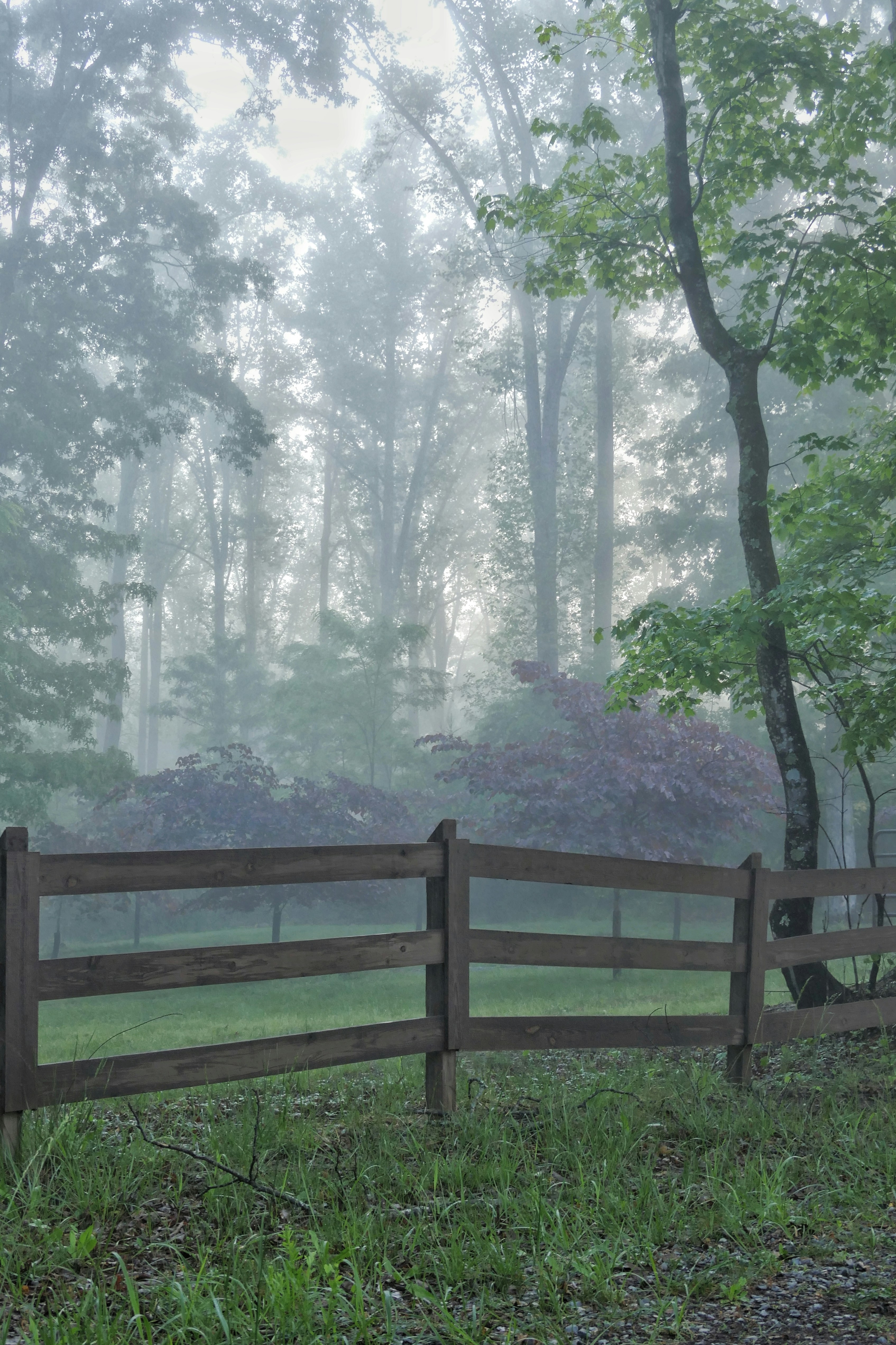 A serene wooden fence borders a fog-laden forest, with hints of colorful foliage peeking through the mist. The scene evokes a sense of tranquility and mystery.