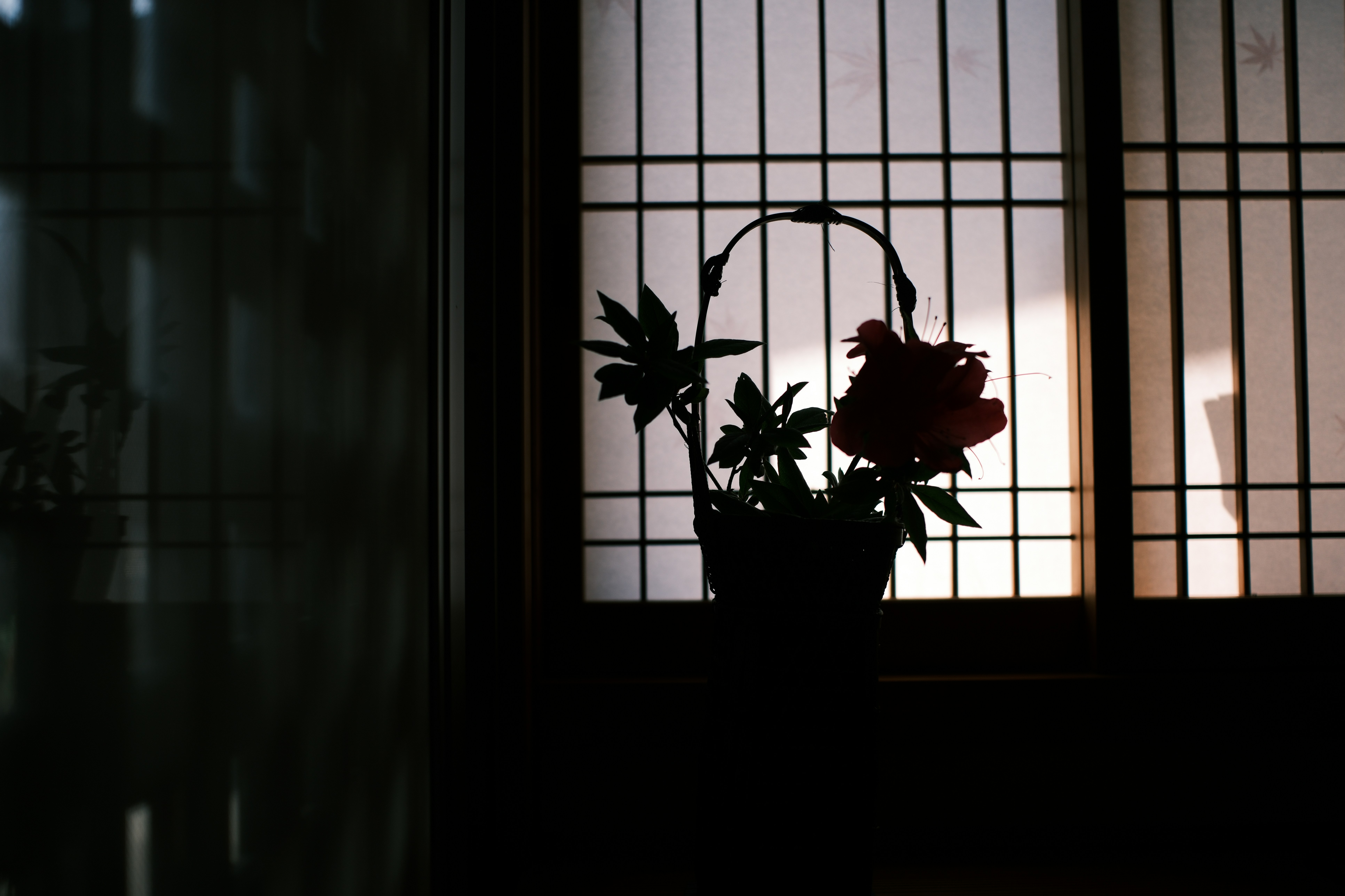 Silhouetted Elegance: A Floral Tribute