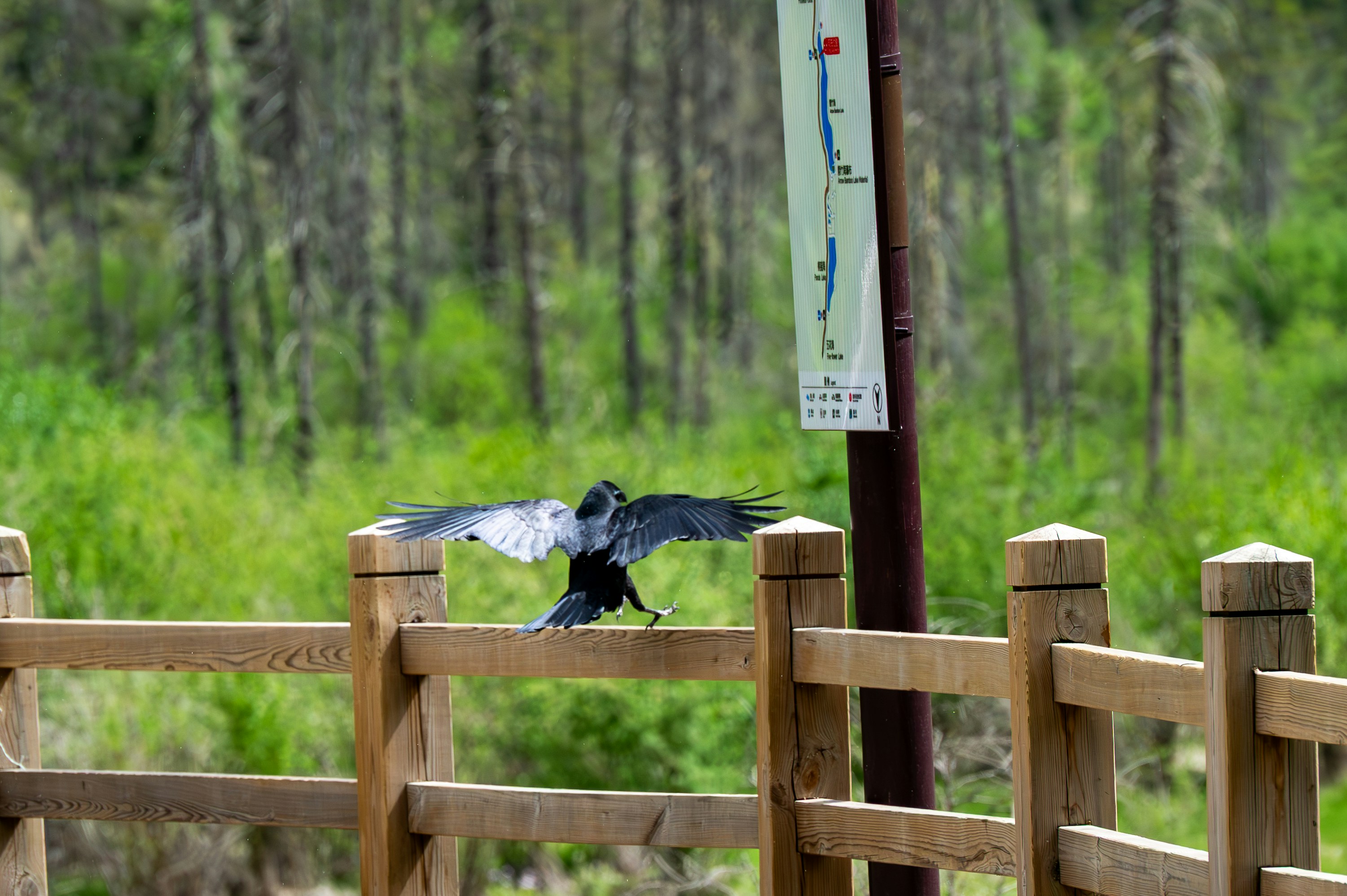 Mid-Field Sentinel: Crow Perched on a Wooden Fence in a Green Glade