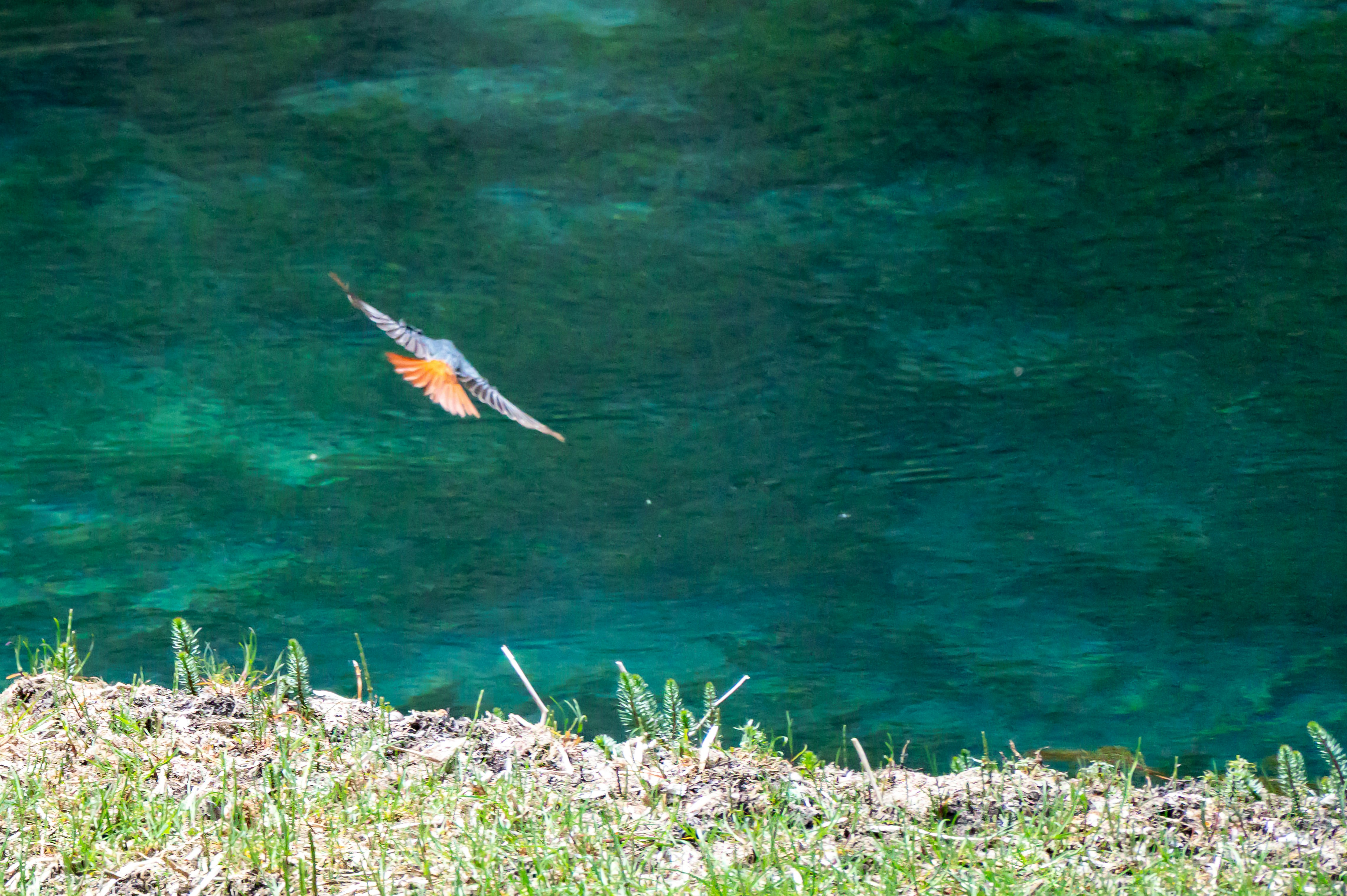A kingfisher flies over the vibrant blue water.