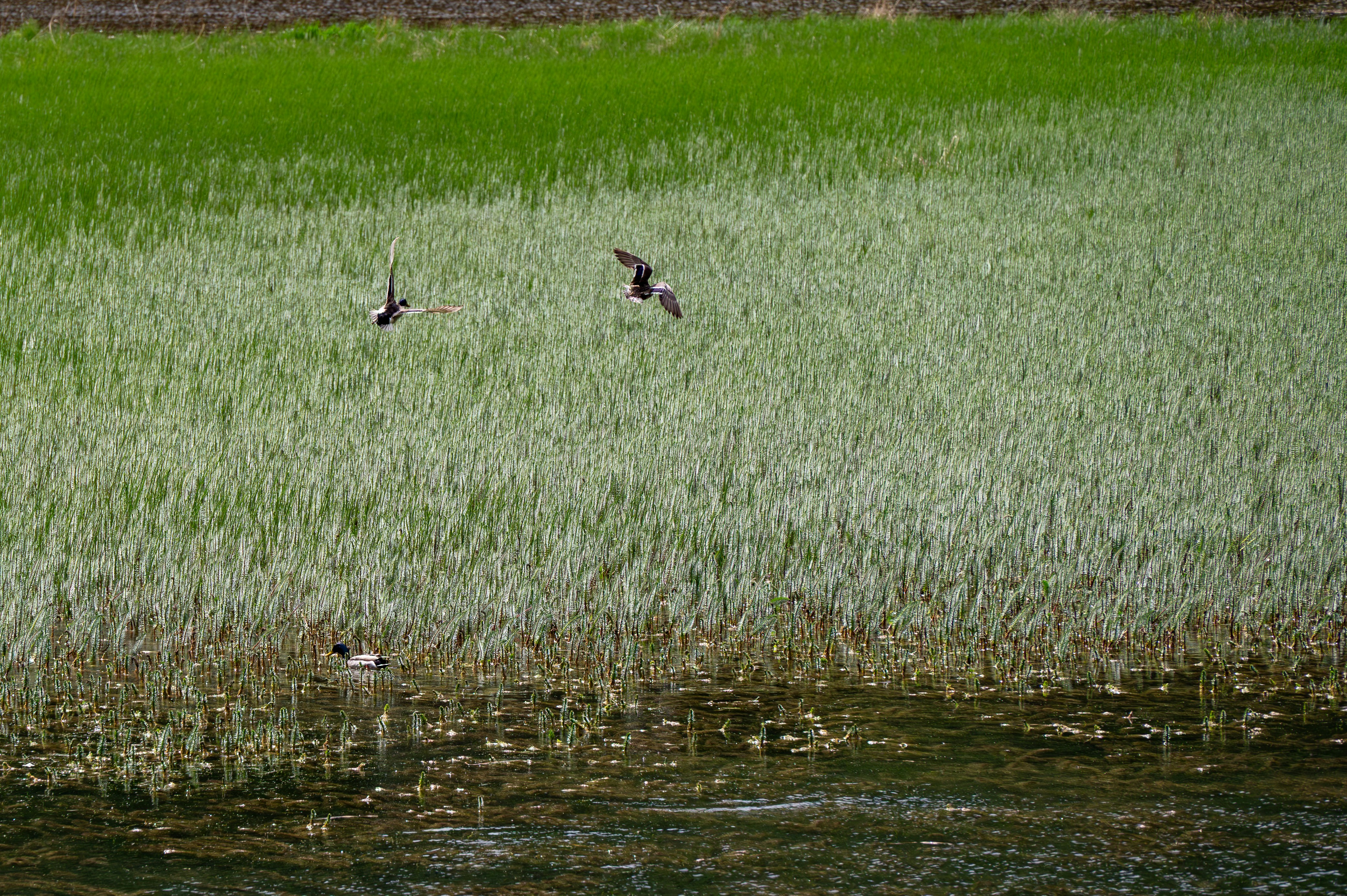 Marshflight over emerald reeds: two birds in ascent