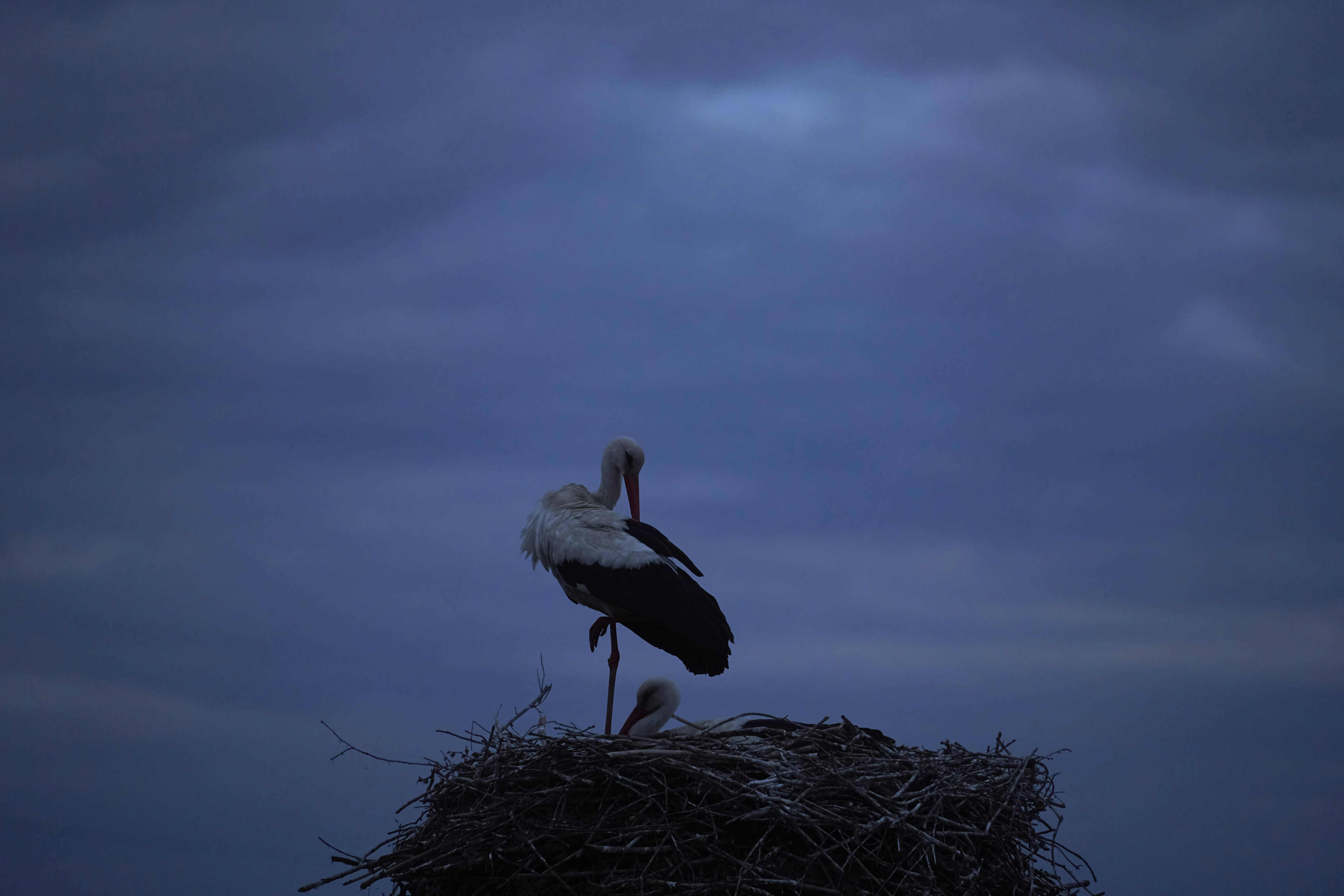 Cobalt Dusk Sentinel: A Stork Standing Guard on a Nest