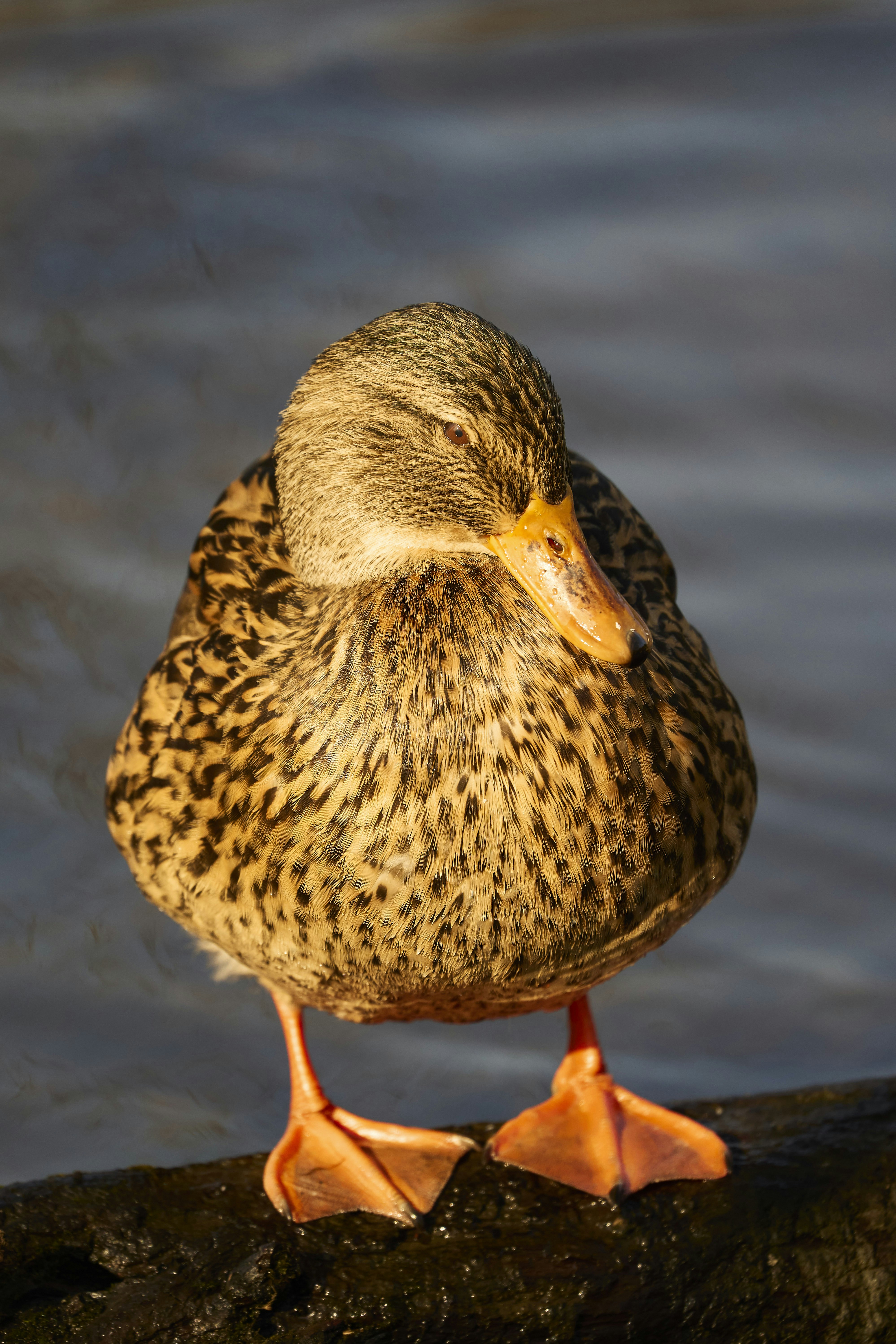 A duck stands and poses for the camera. photo – Free Animal Image on ...