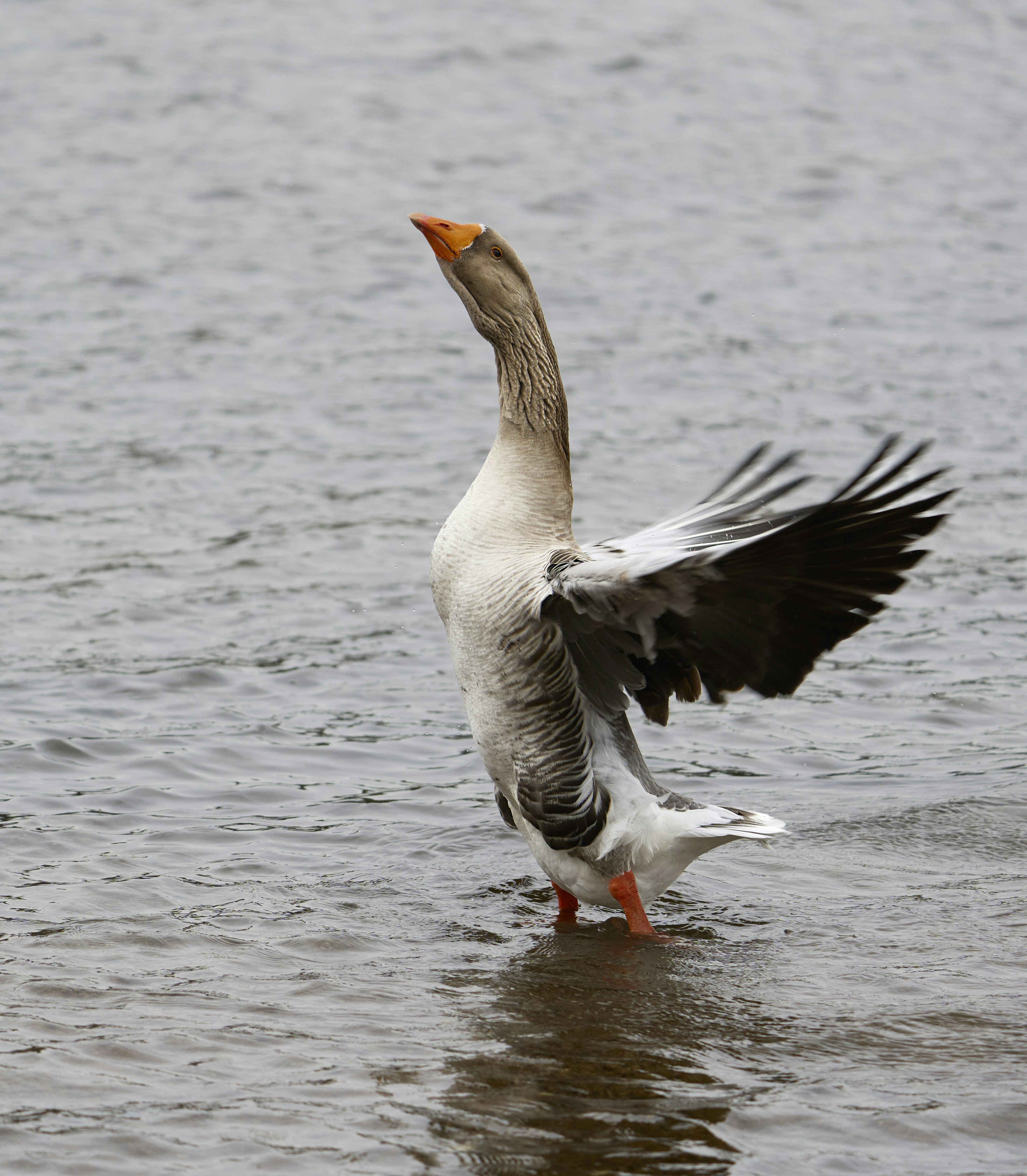 A goose stands in water, stretching its wings. photo – Free Animal ...