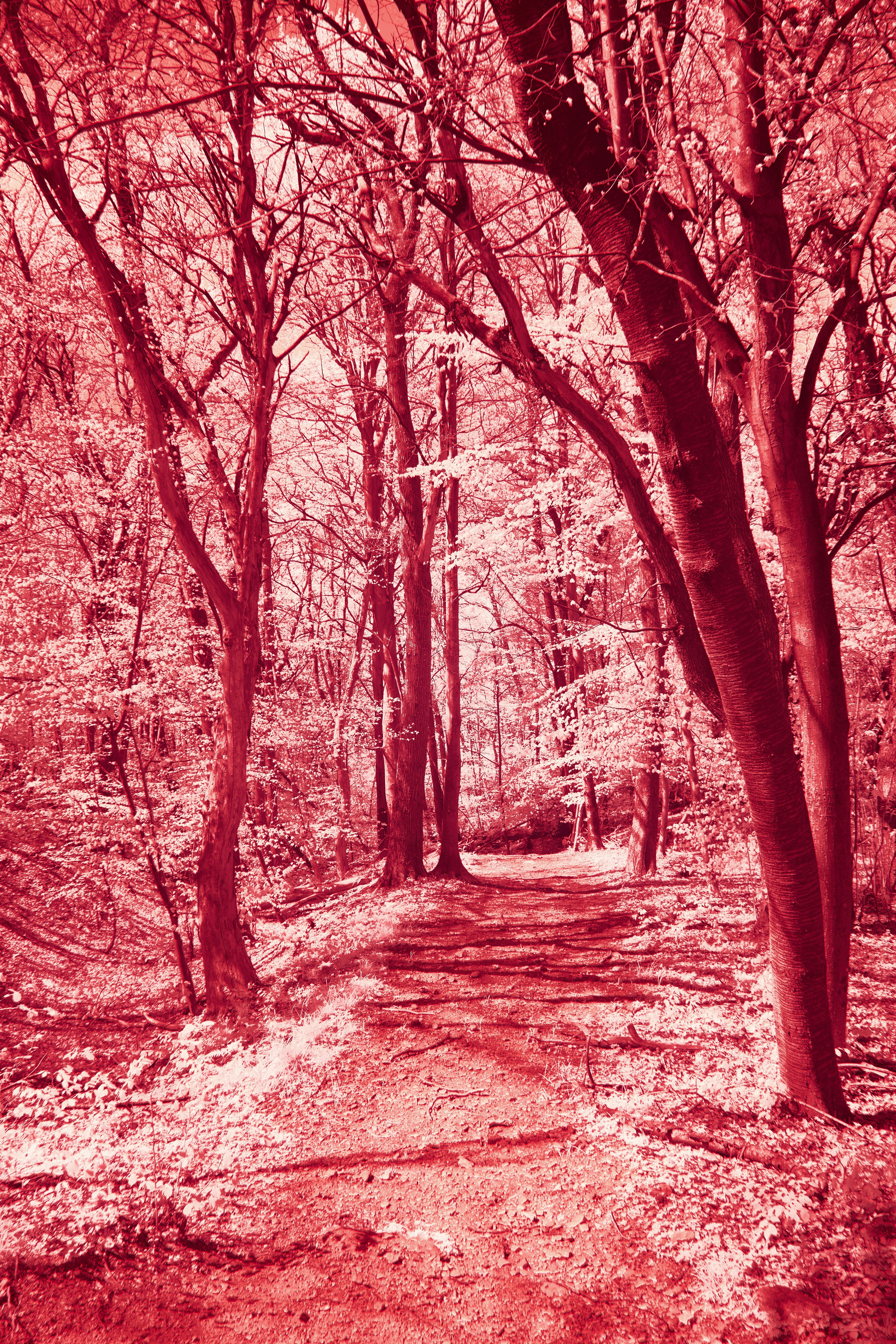 A red forest path. photo – Free Forest Image on Unsplash
