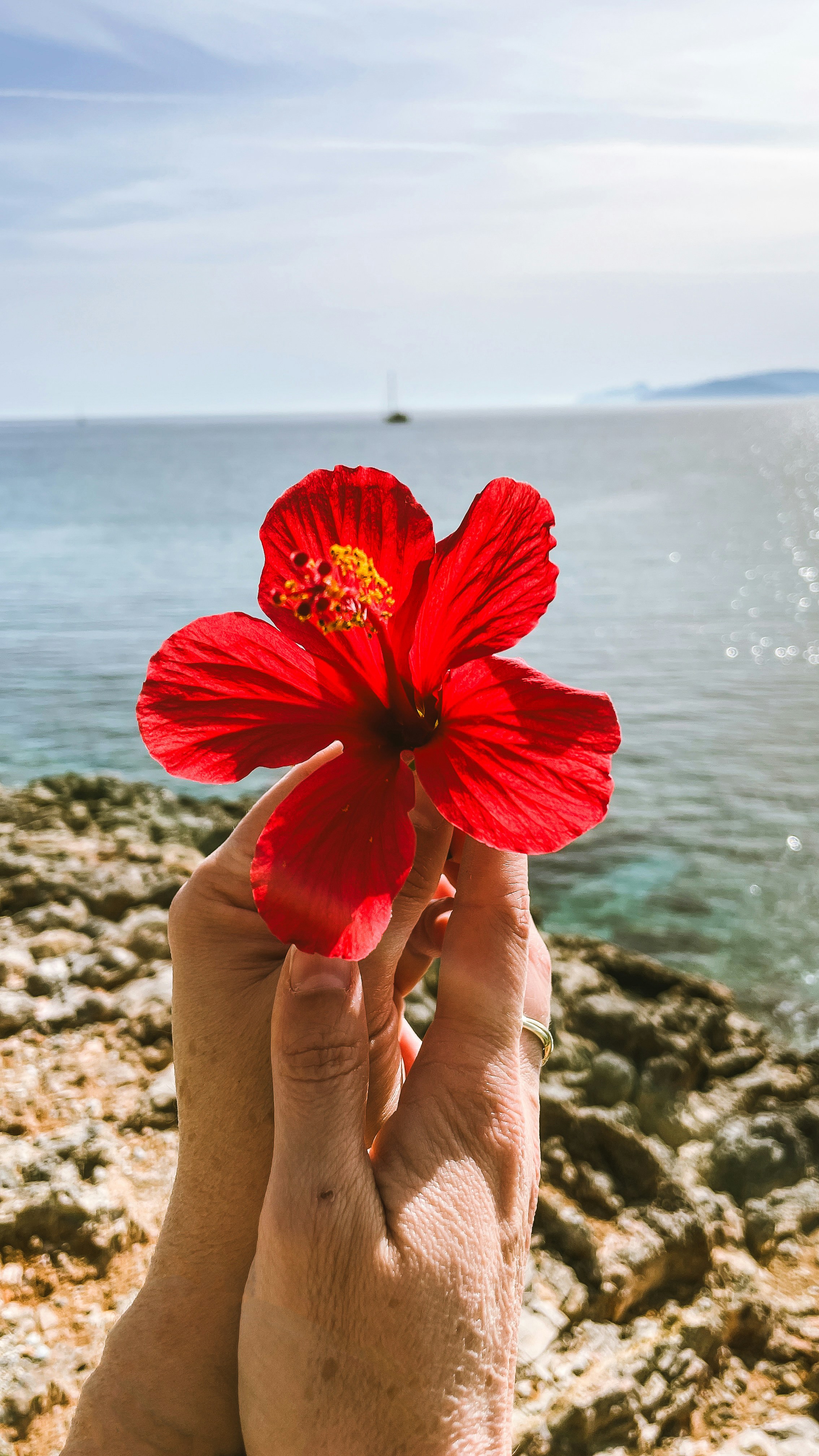 Crimson Hibiscus Framed by a Sunlit Seascape