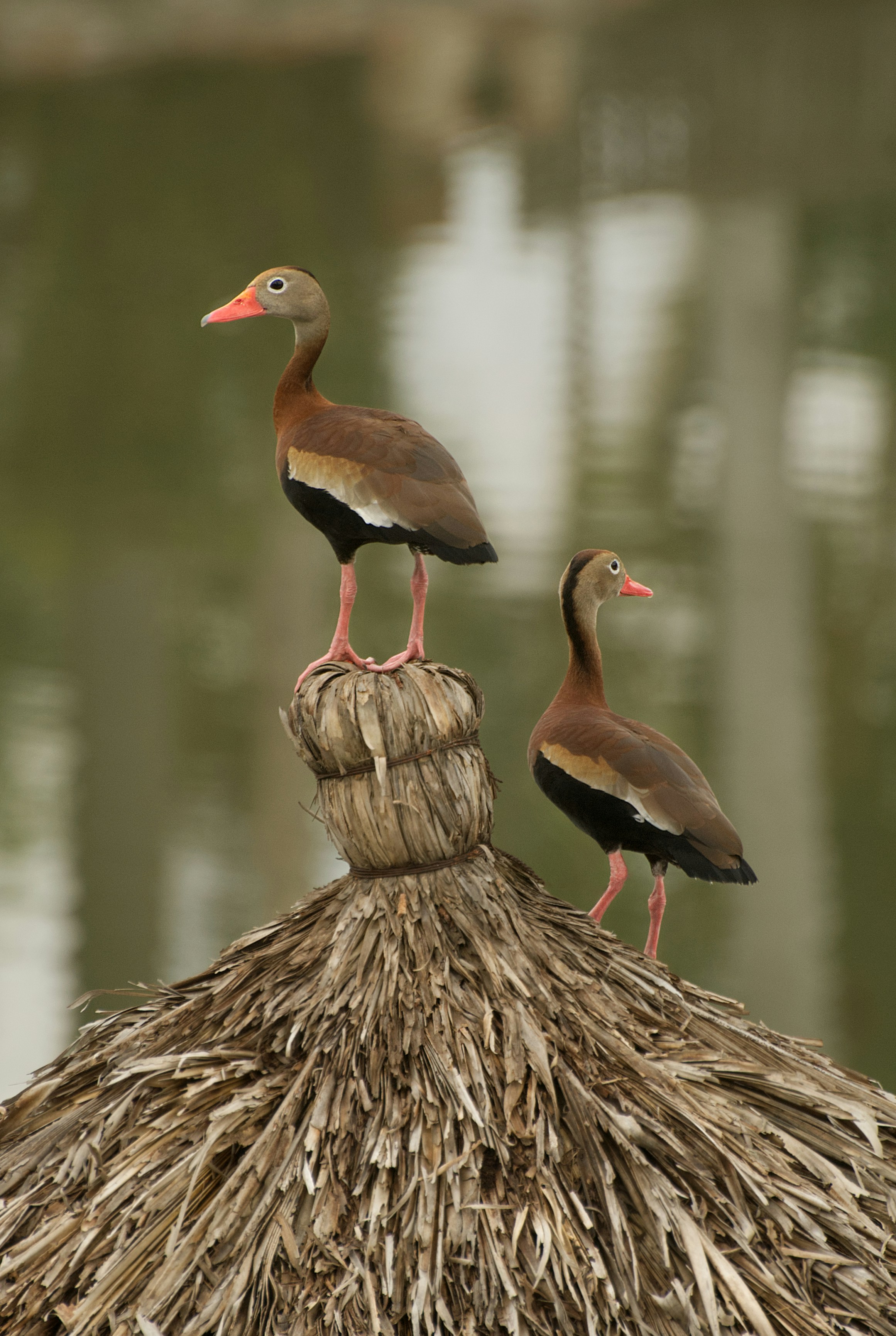 A Pair of Malachite-Dotted Ibis On a Thatched Summit