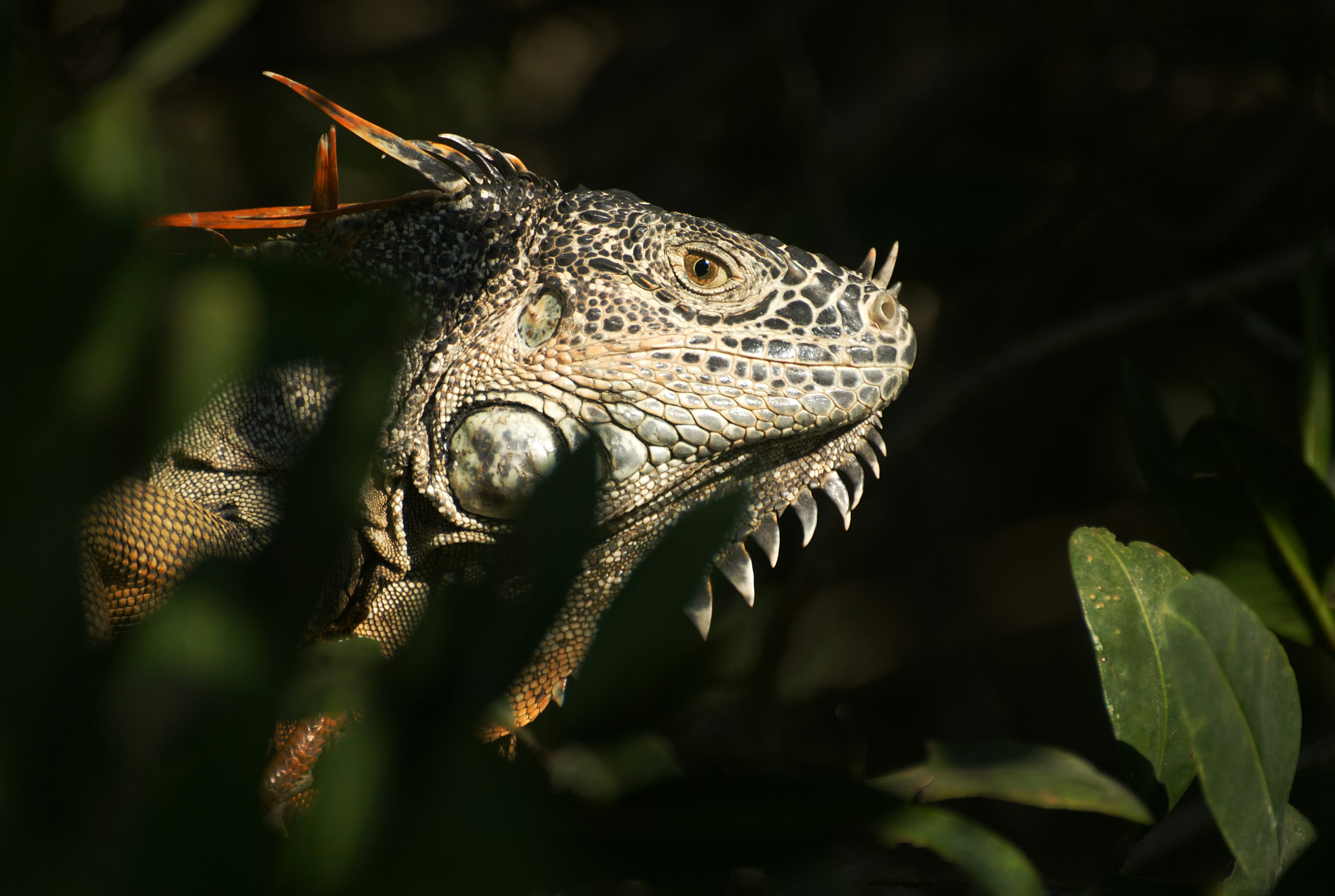Green iguana head illuminated by sunlight