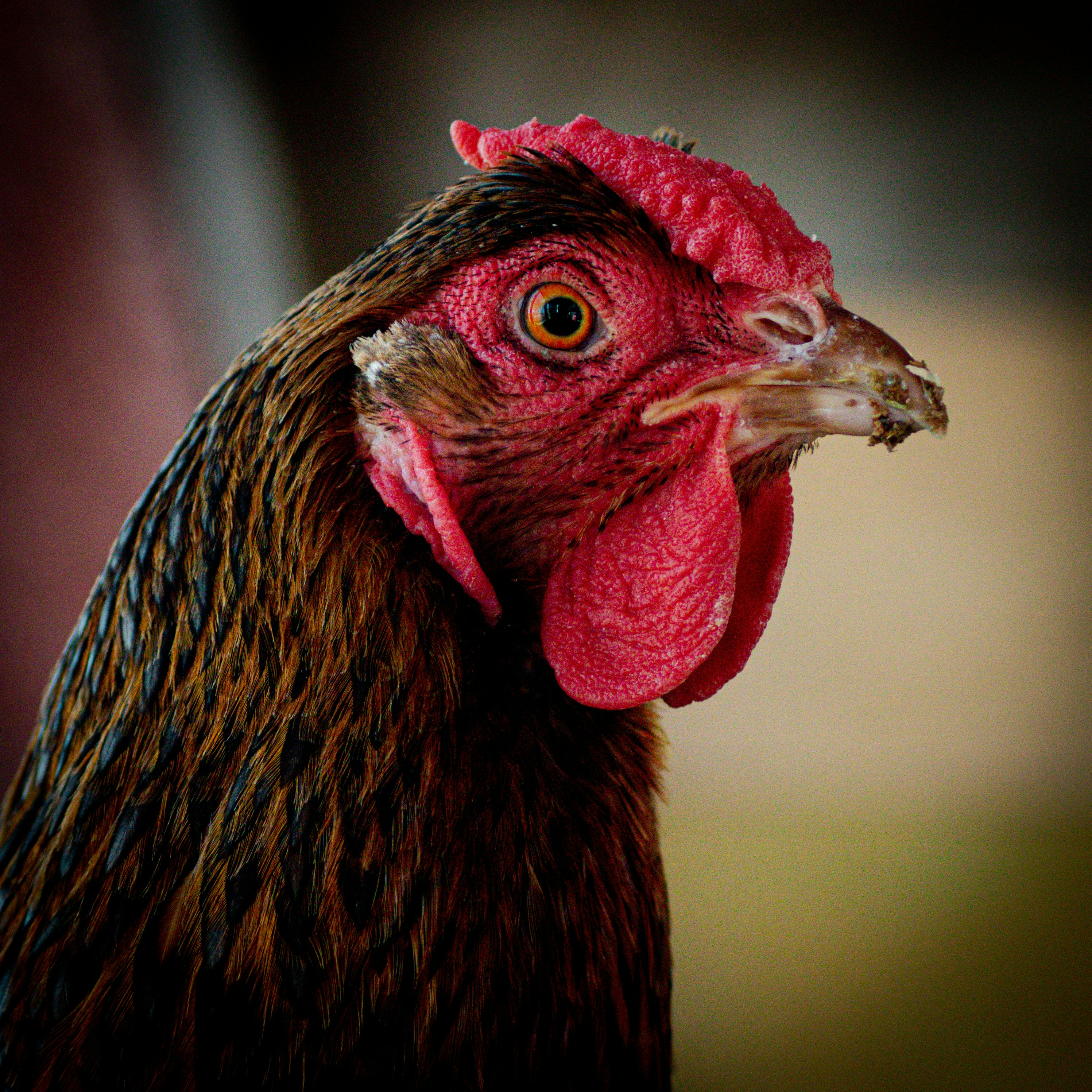 Portrait of a chicken.