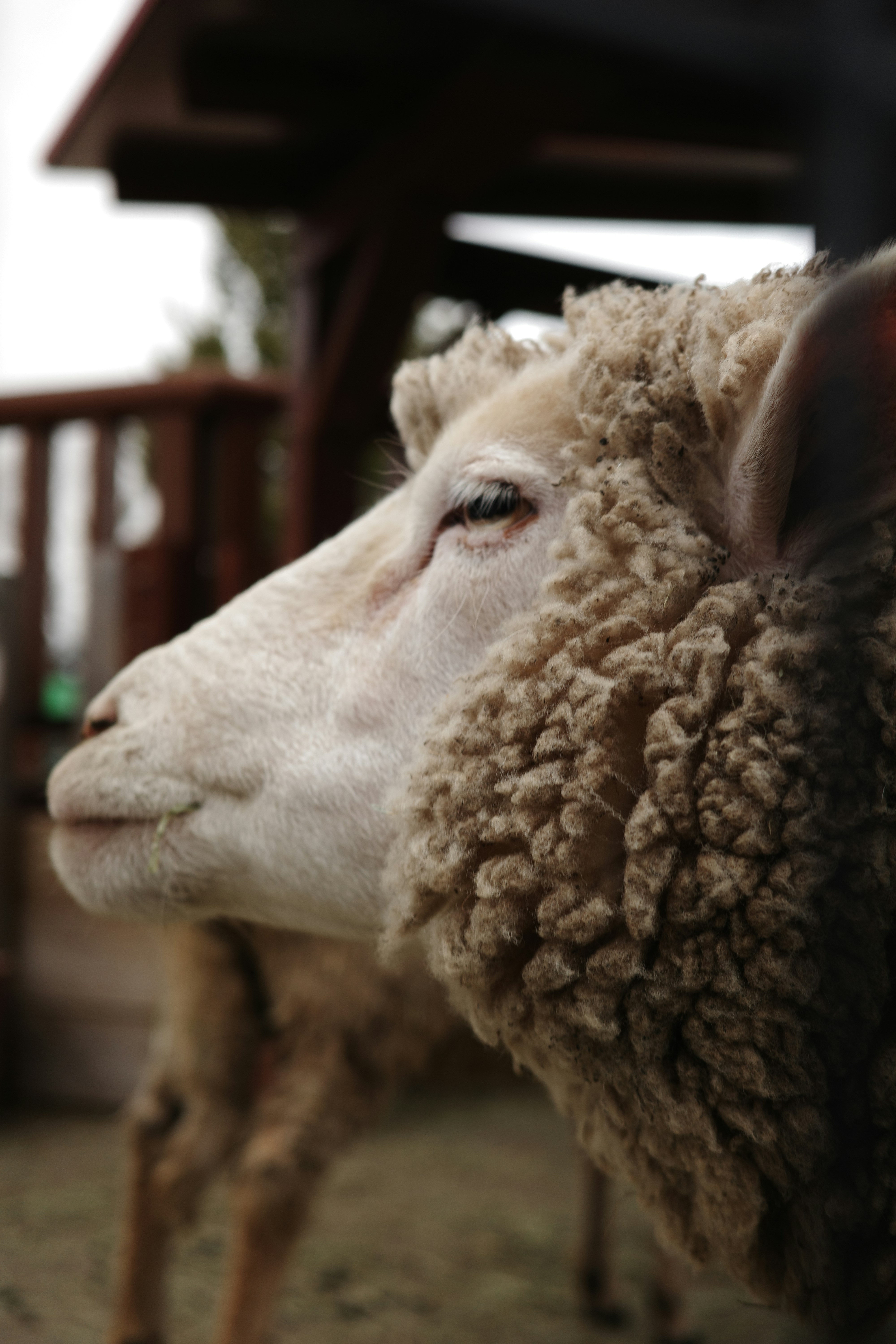 Whispers of the Pasture: A Sheep's Solitude