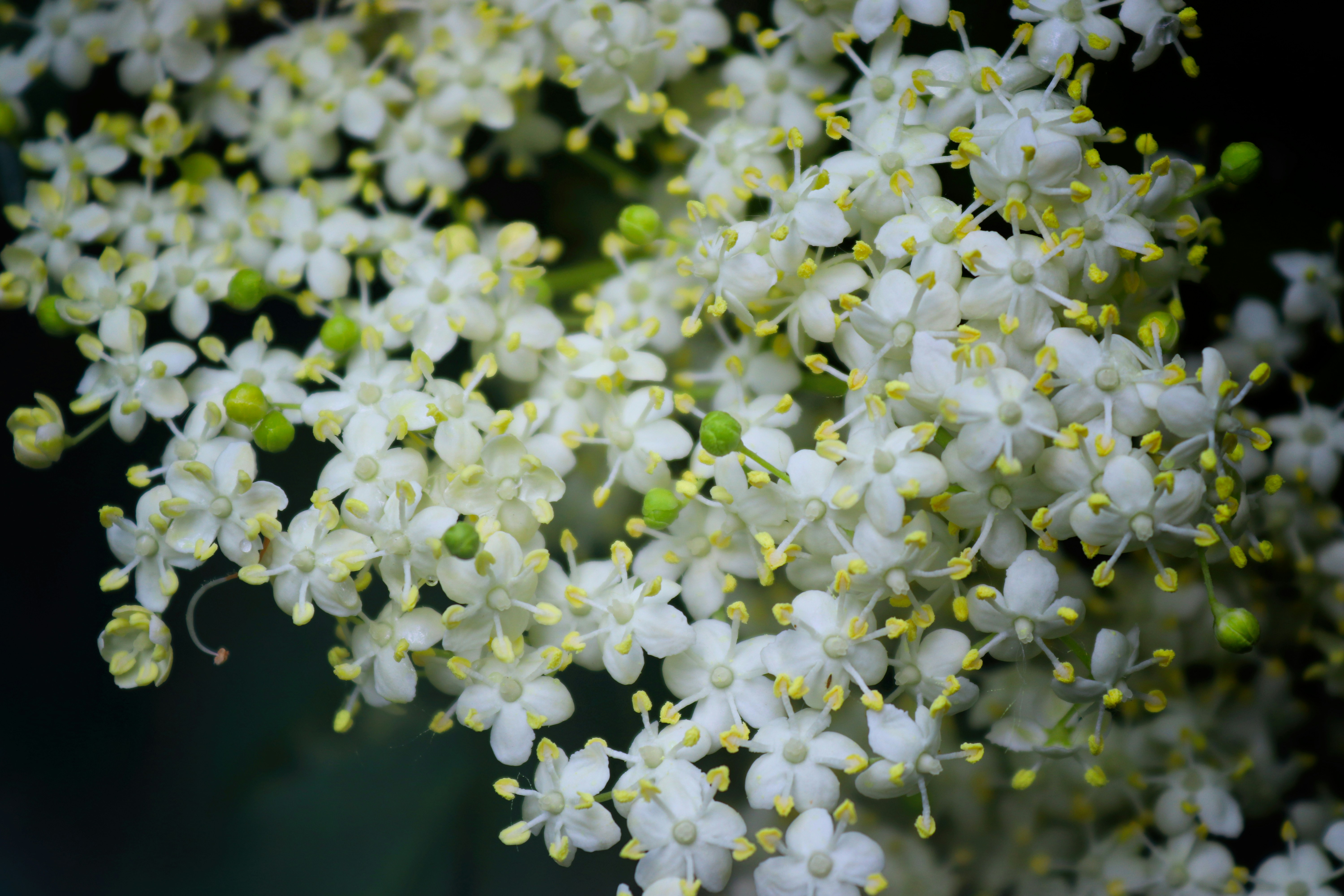 Delicate clusters of white flowers with hints of yellow bloom against a dark backdrop, showcasing nature's intricate beauty.
