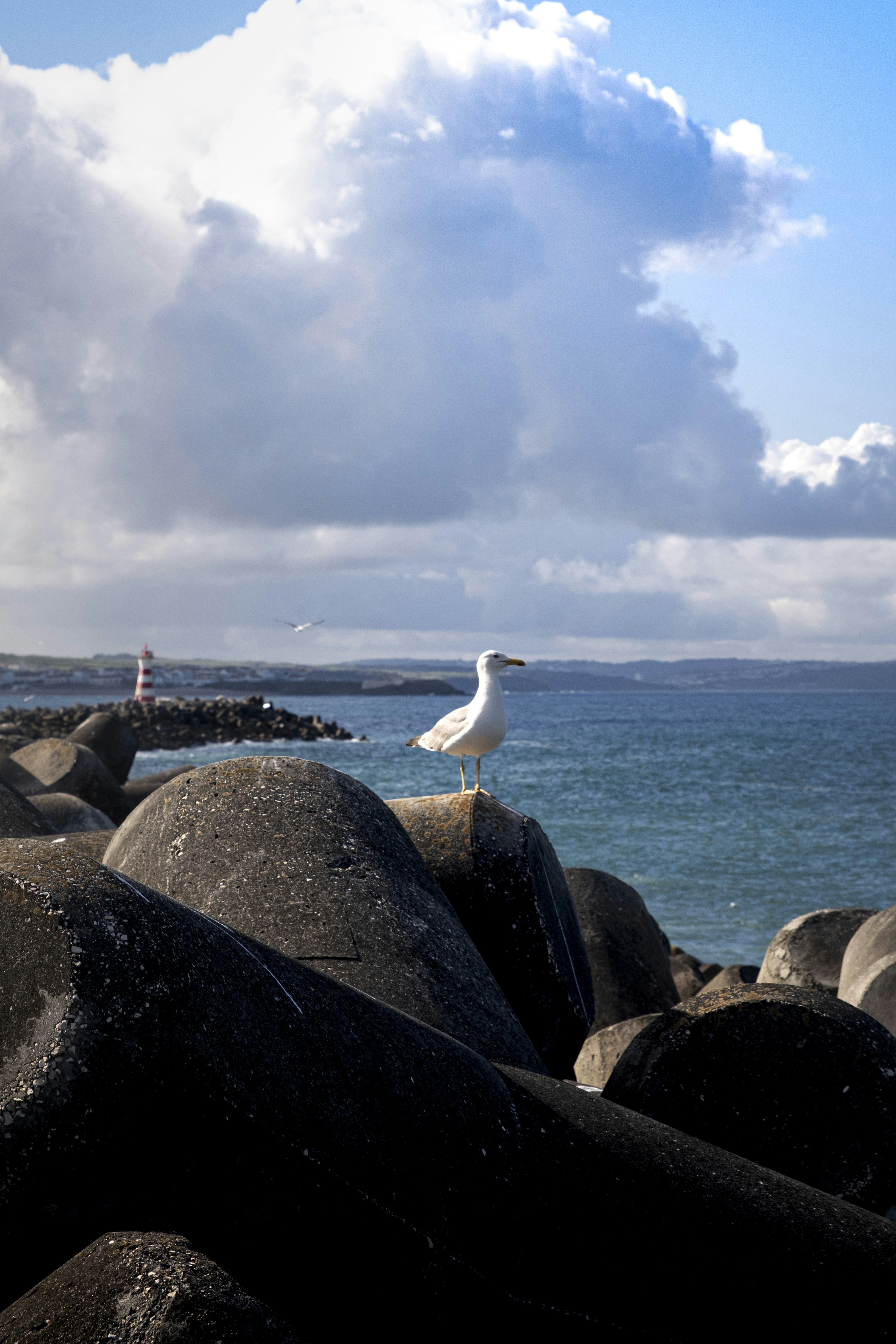 Seagull on a Weathered Breakwater Beneath a Cloud-Woven Sky