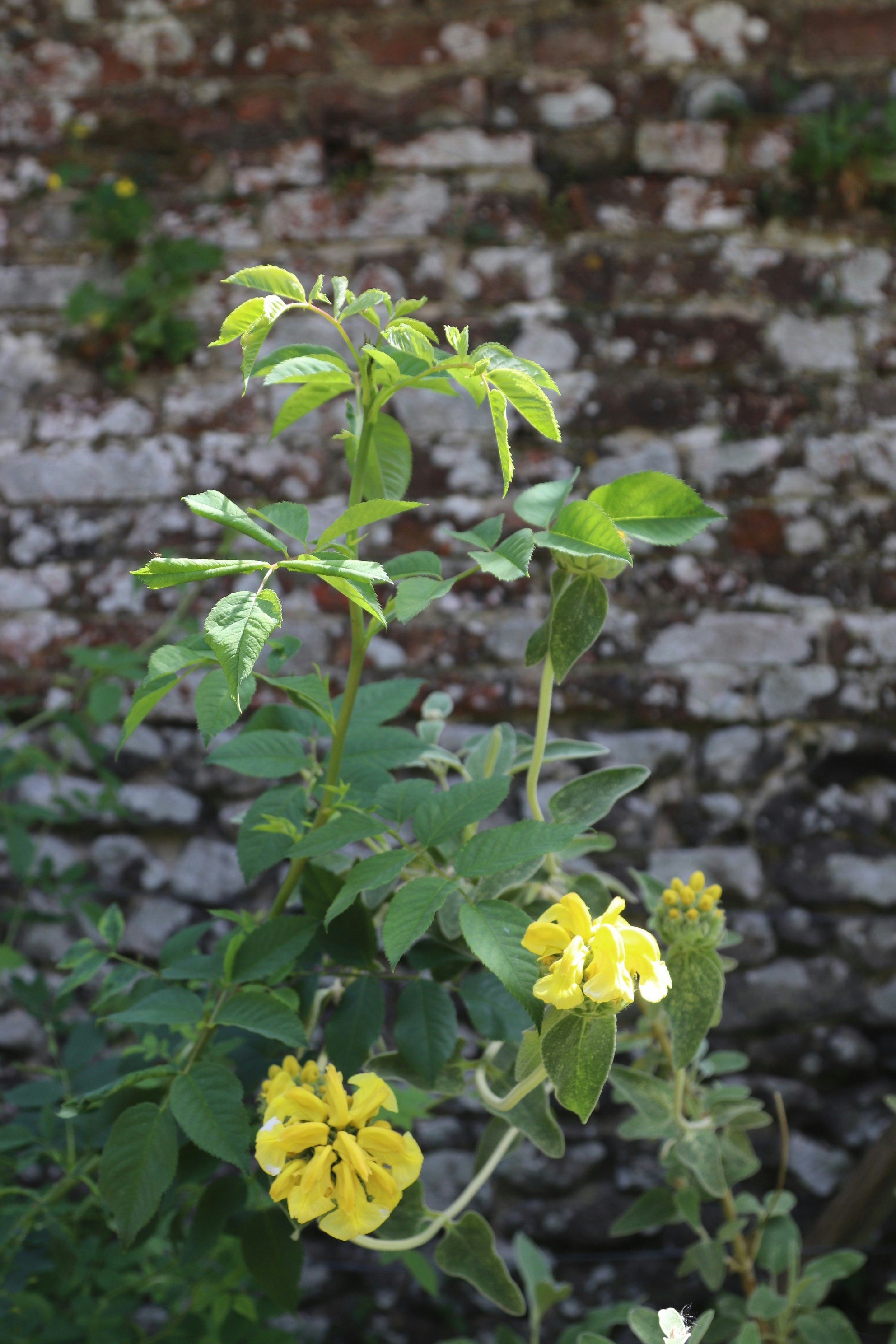 Yellow blooms rising beside a weathered brick wall