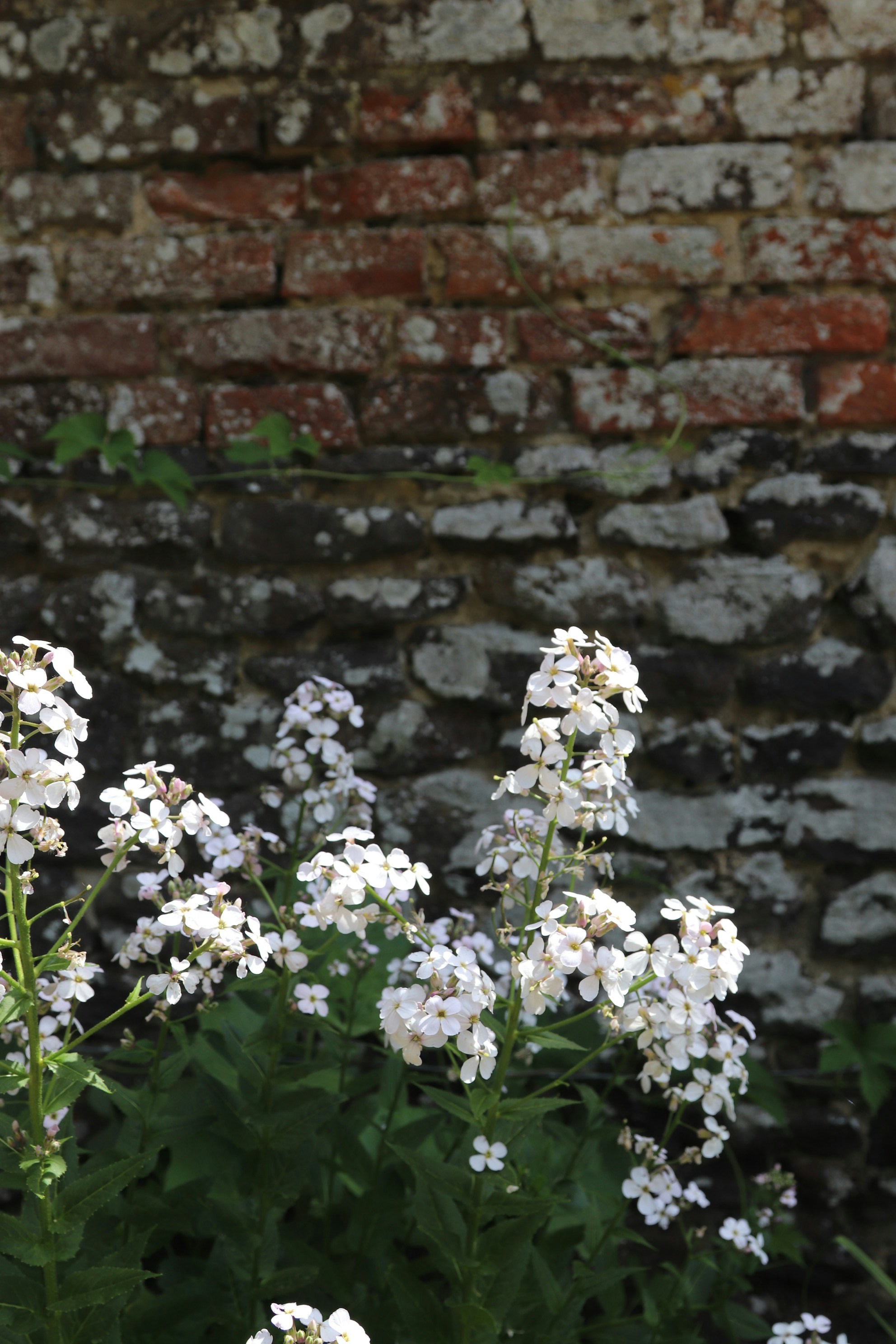 Petals in Light: White Blooms Against a Weathered Brick Wall