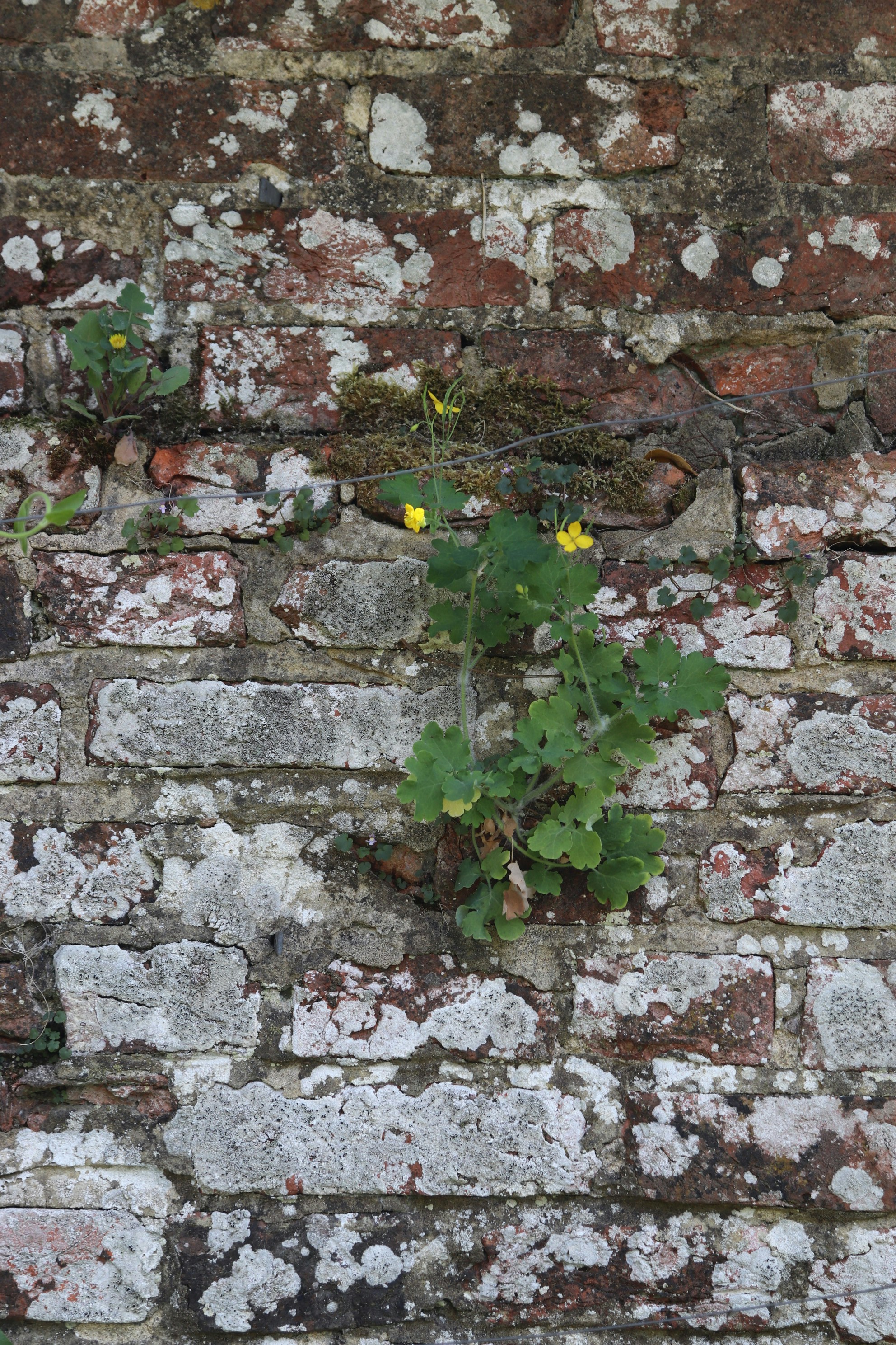 Grass-green Weeds on a Weathered Brick Wall