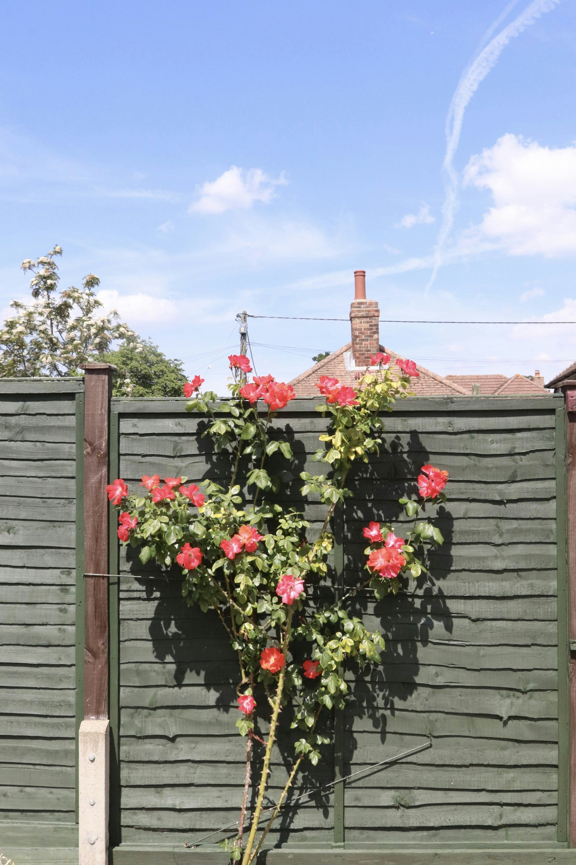 Rose Arch Against a Fence: A Contact Point of Garden Quiet