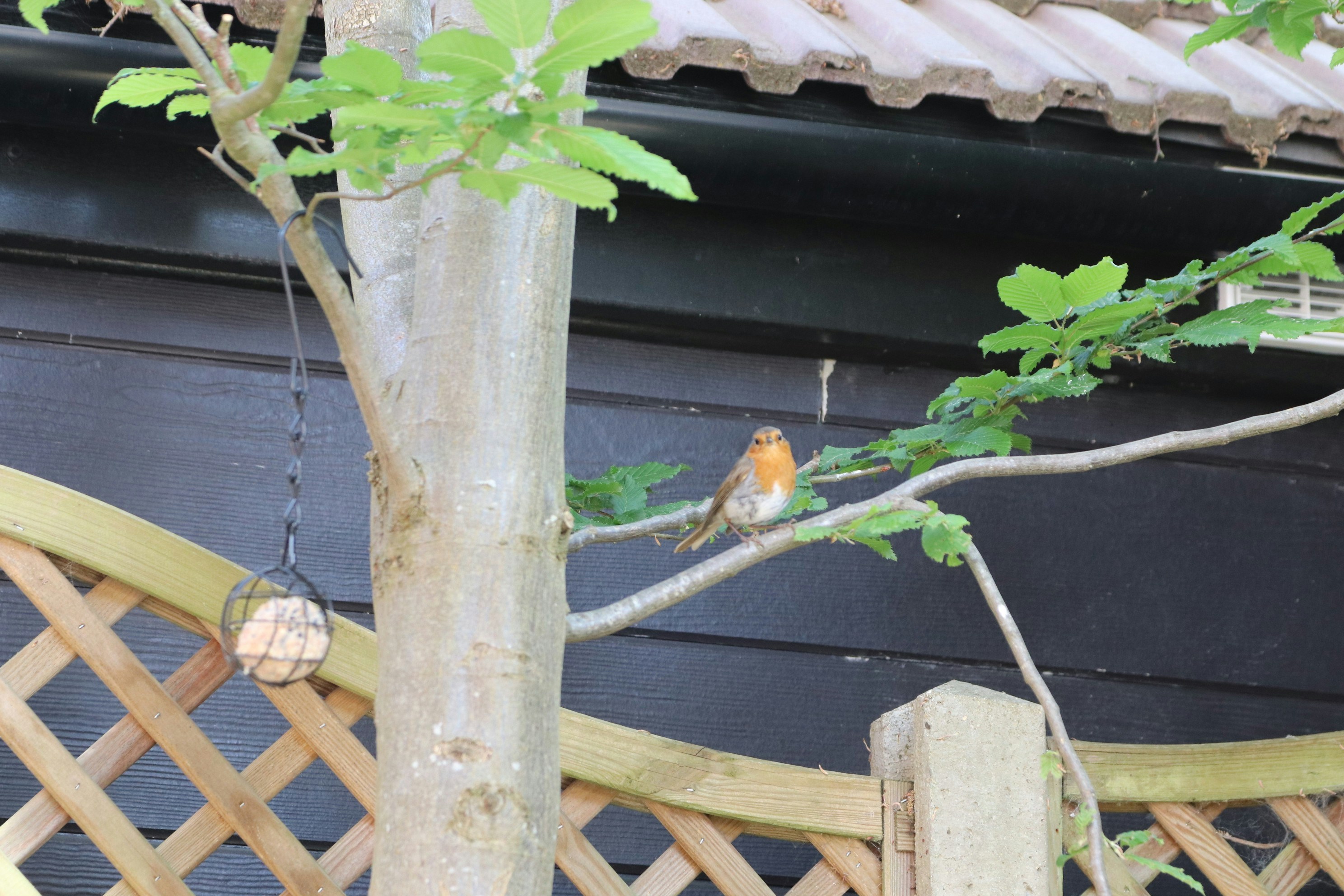Robin in the Yardscape: Tiny Bright Singer Amid Garden Woodwork