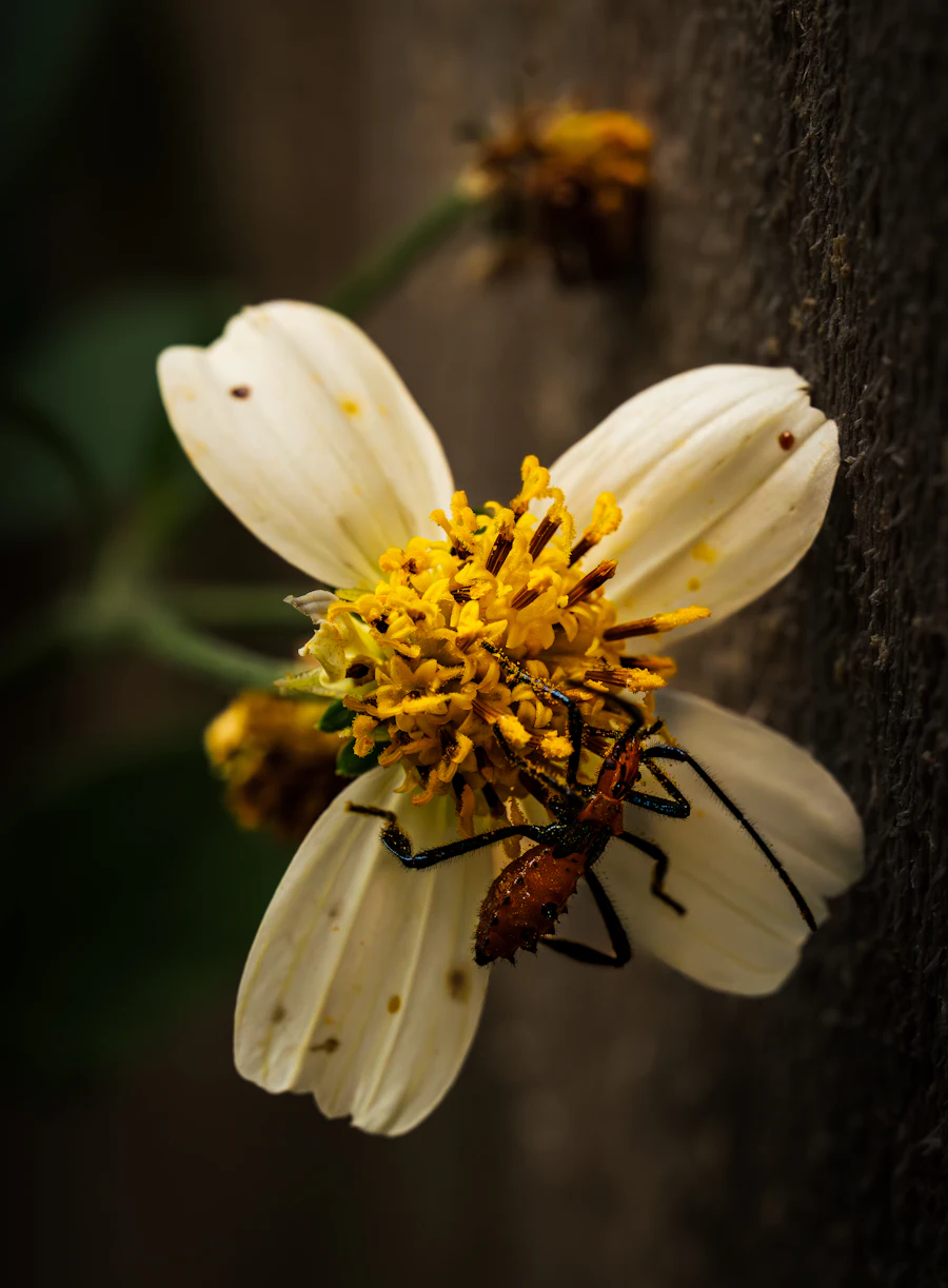 A close-up of a brown insect clinging to the yellow center of a white wildflower, with a soft dark background and a blurred flower behind it.