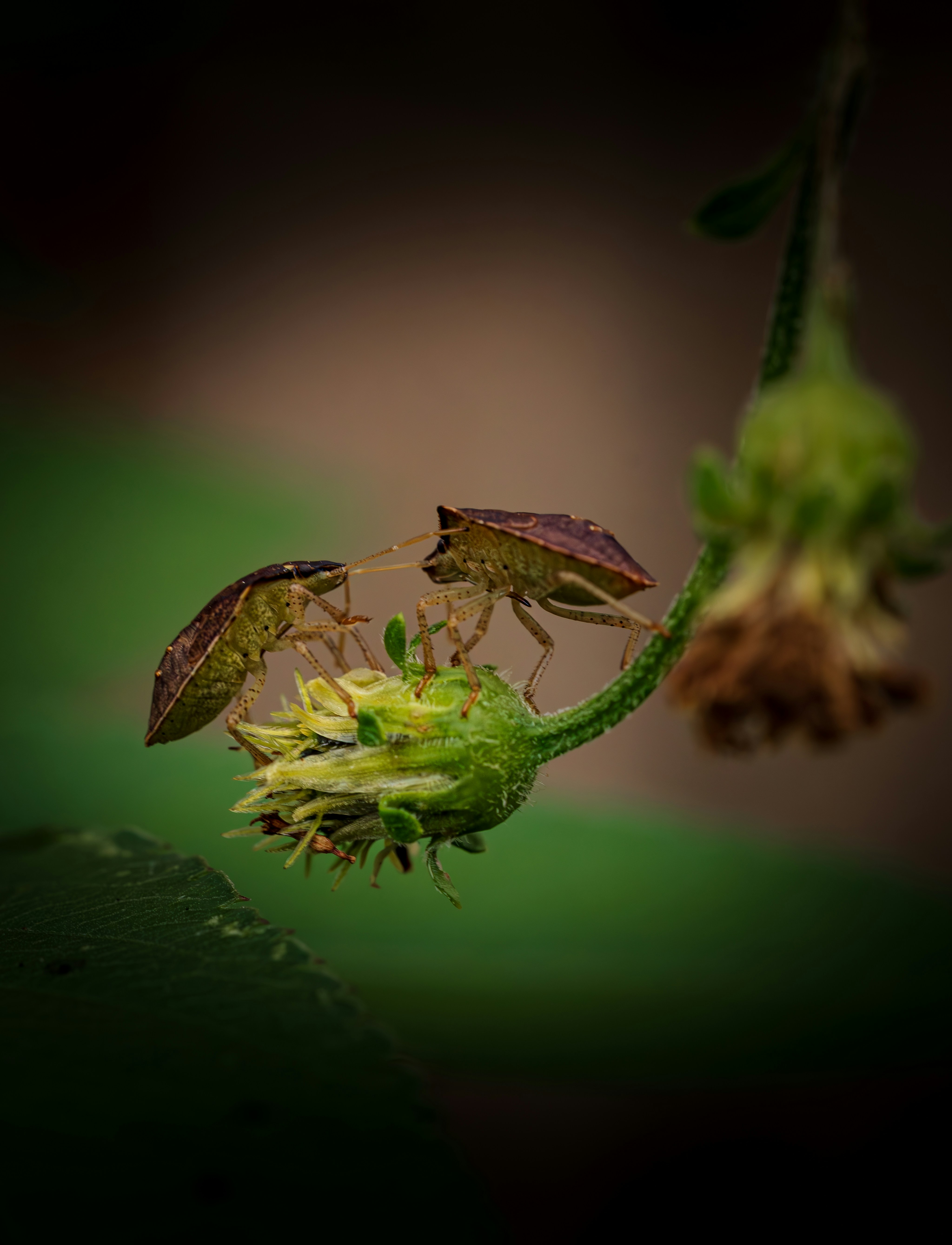 Tandem Shield Bugs on a Bristled Green Bud