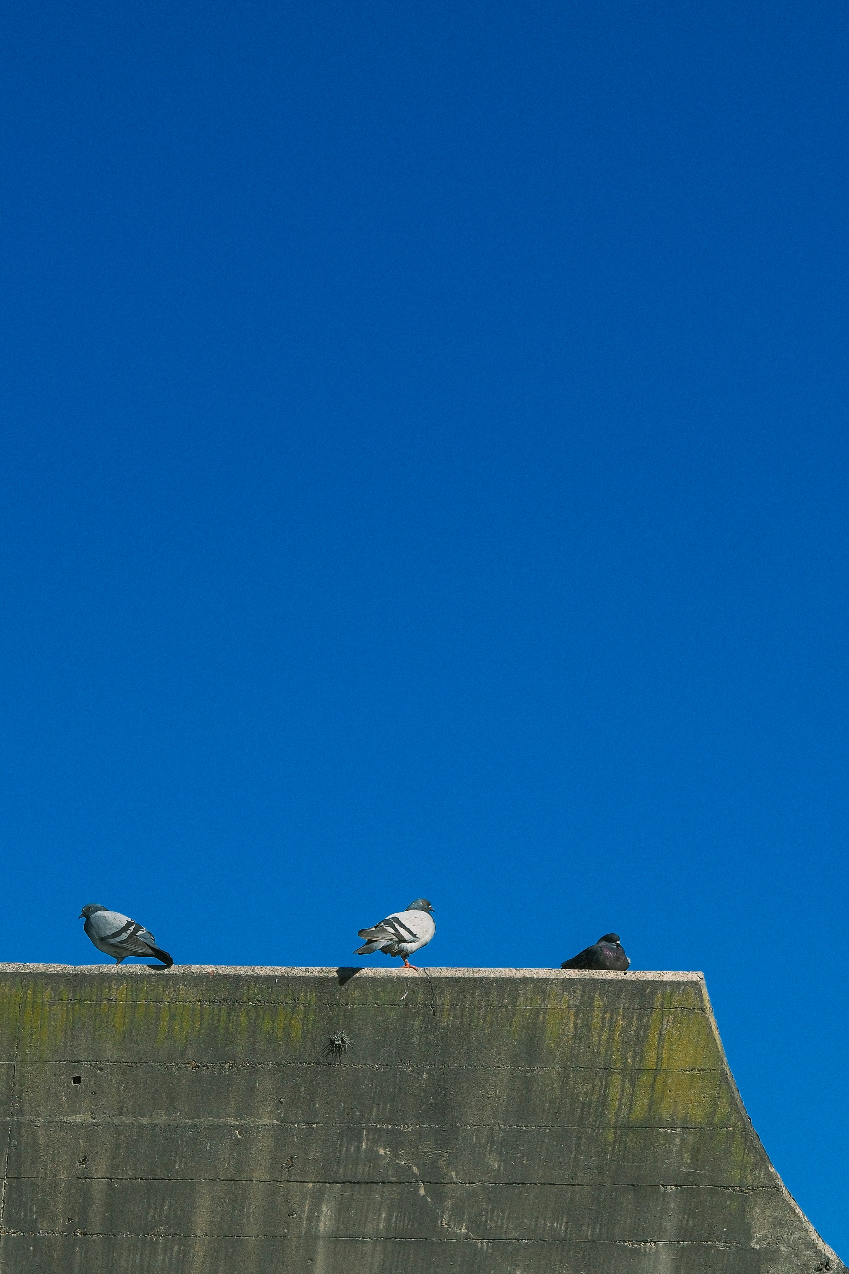 Three pigeons resting on a brutalist rooftop at Chacarita Cemetery.