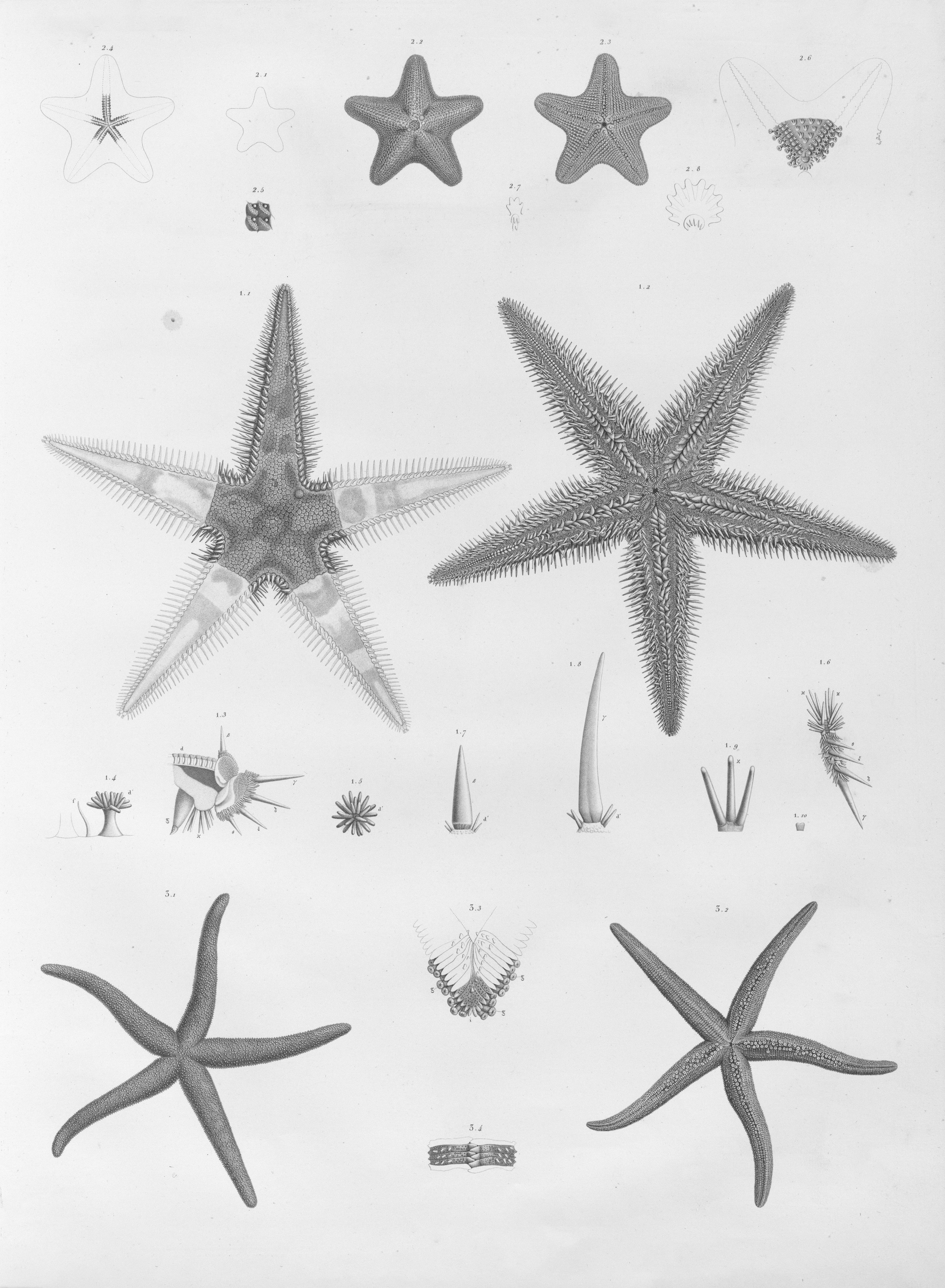 Detailed illustrations of various starfish. photo – Free Animals Image ...