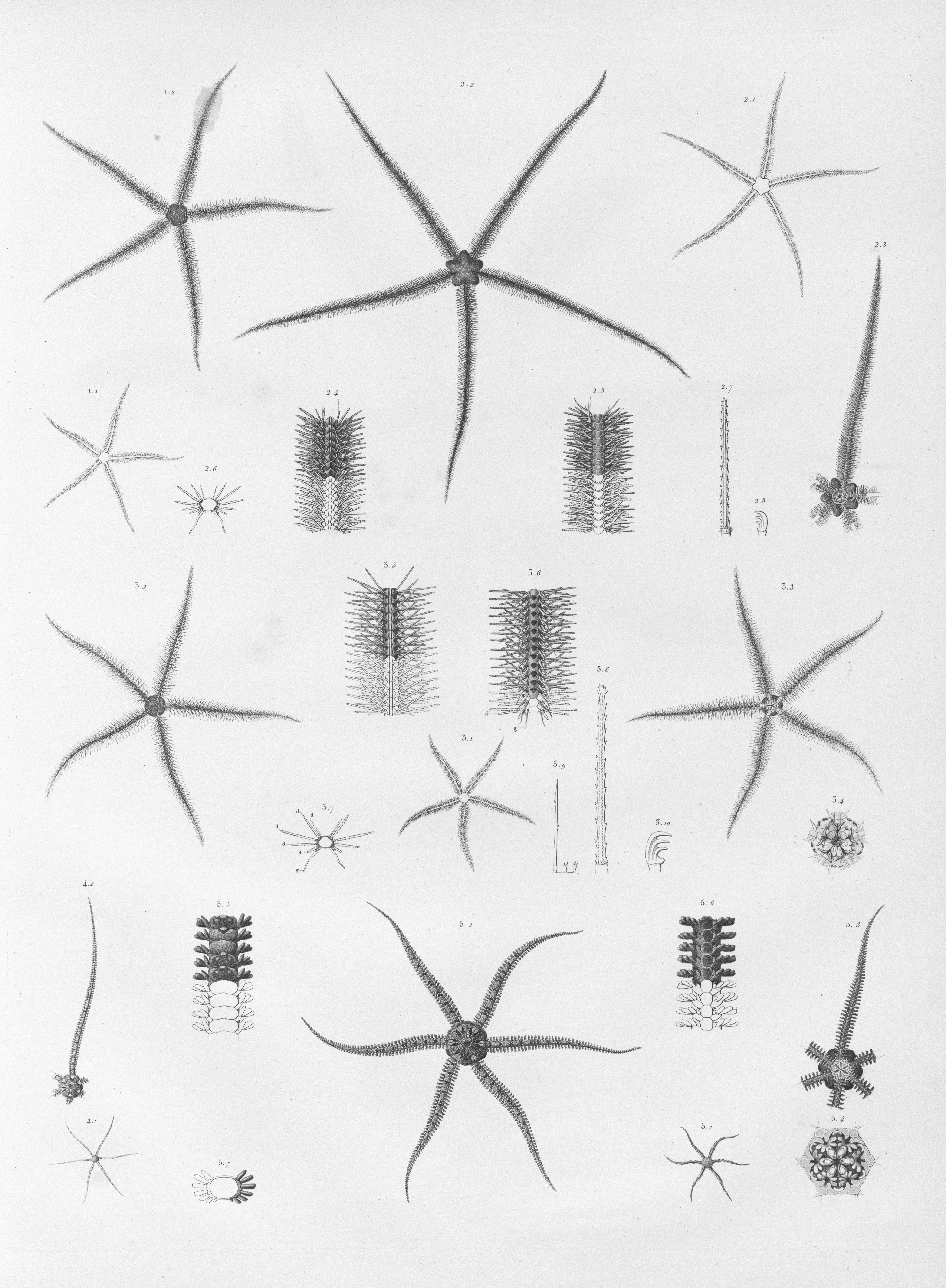 Etching of various starfish and related sea creatures. photo – Free ...