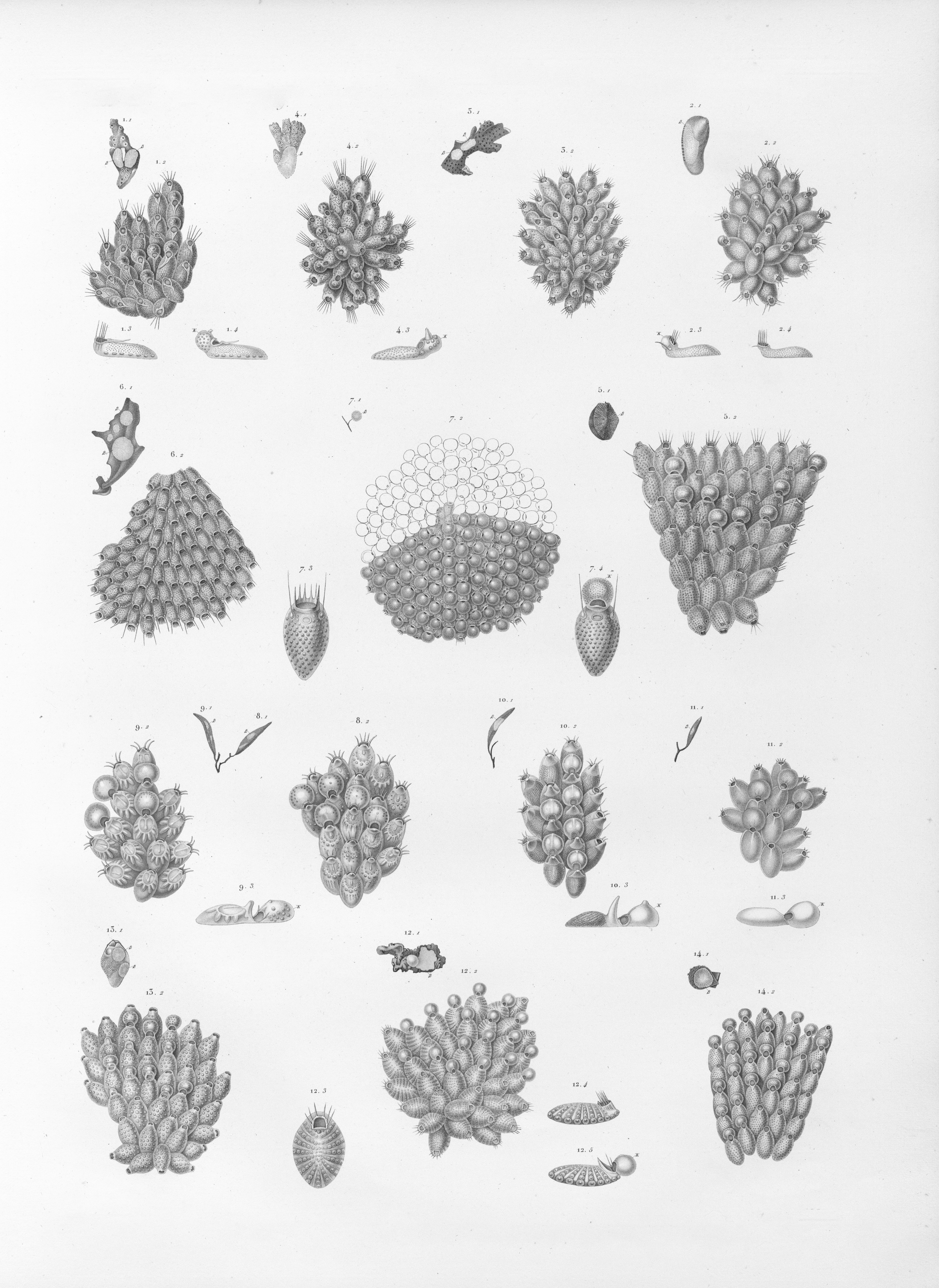 Drawings depict various spherical and clustered biological structures ...