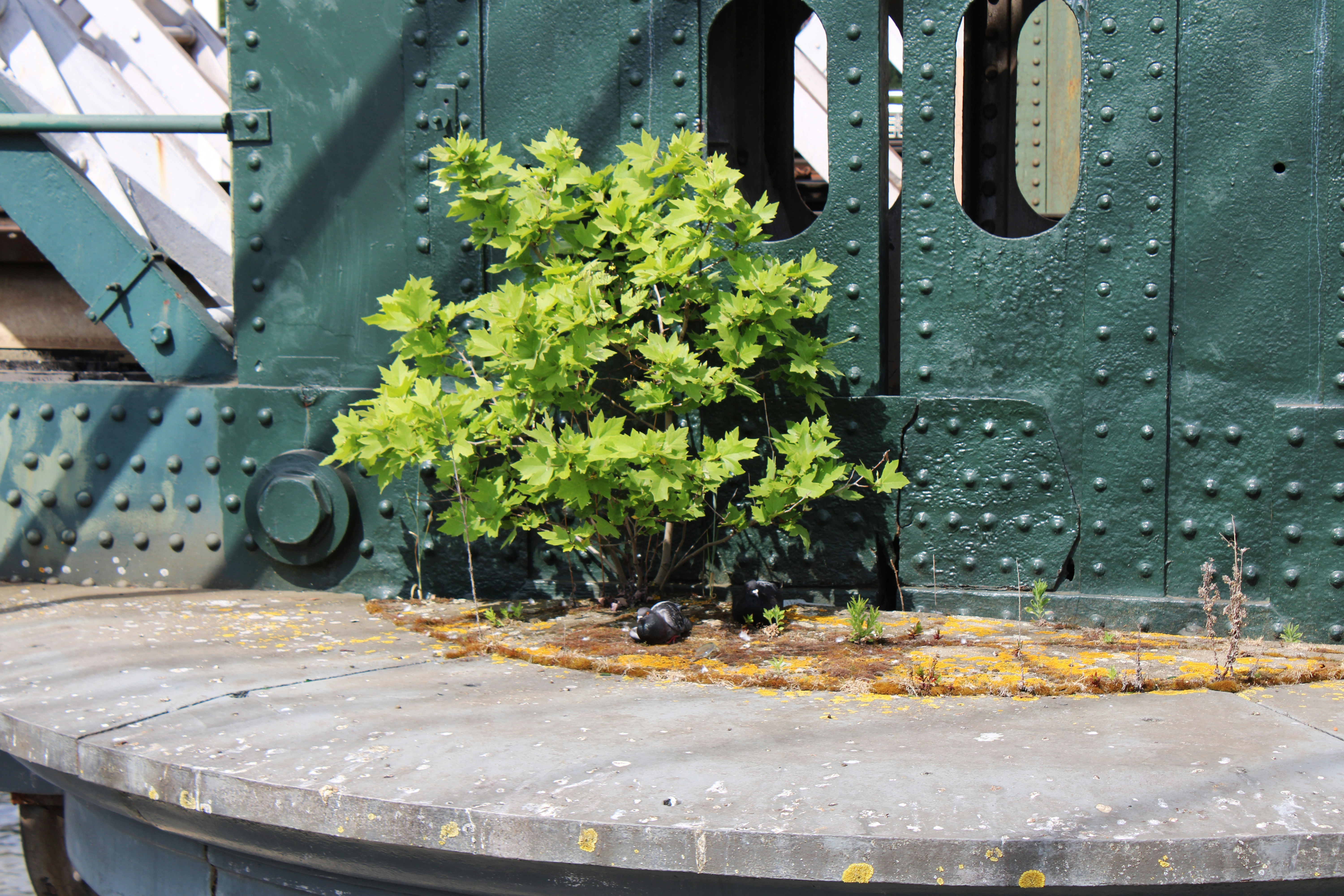 Sapling in the Rust: resilience sprouting on a weathered platform.