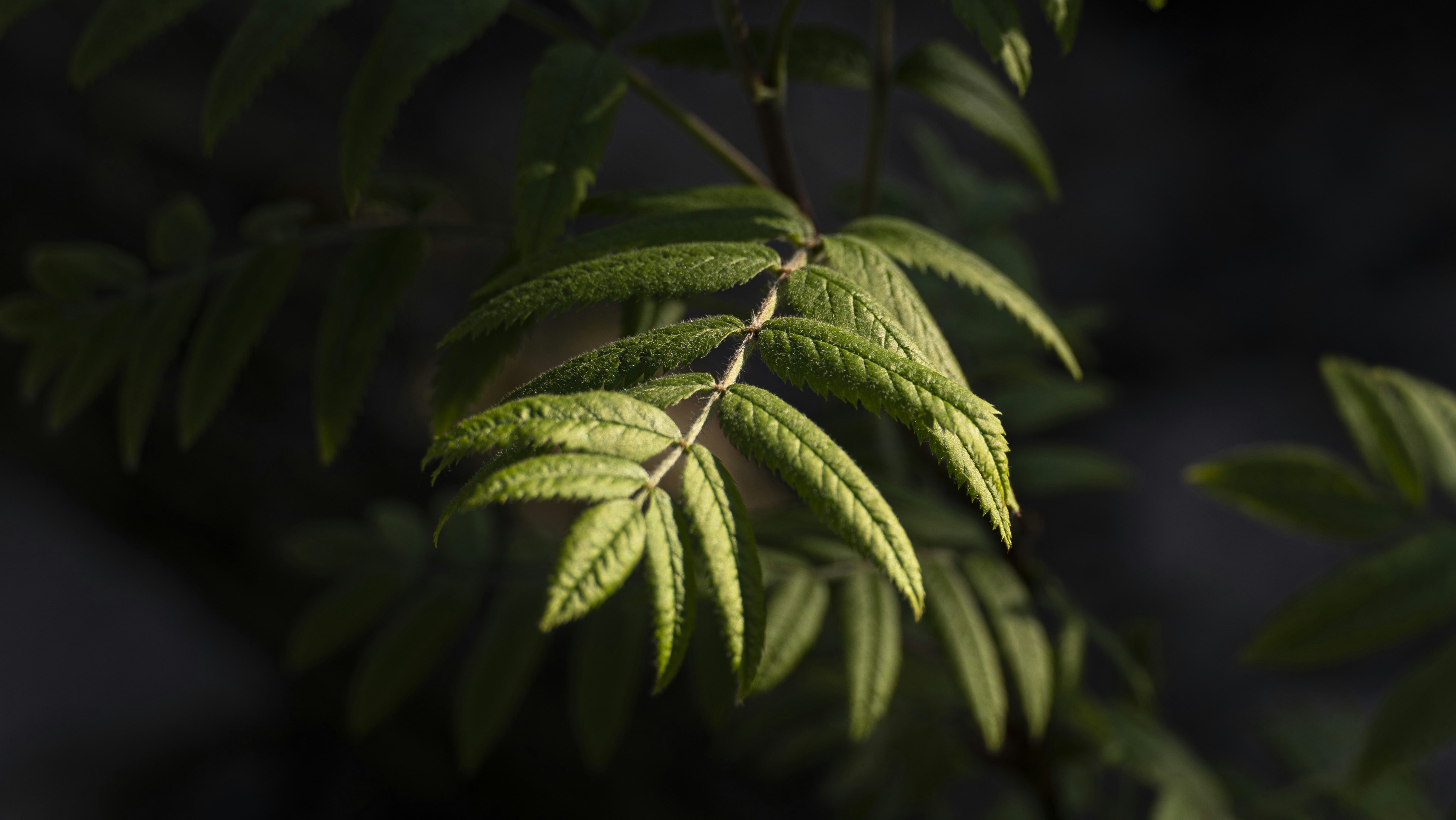 A single fern-like leaf catches dappled sunlight amid deep shadows, showcasing nature’s contrast.