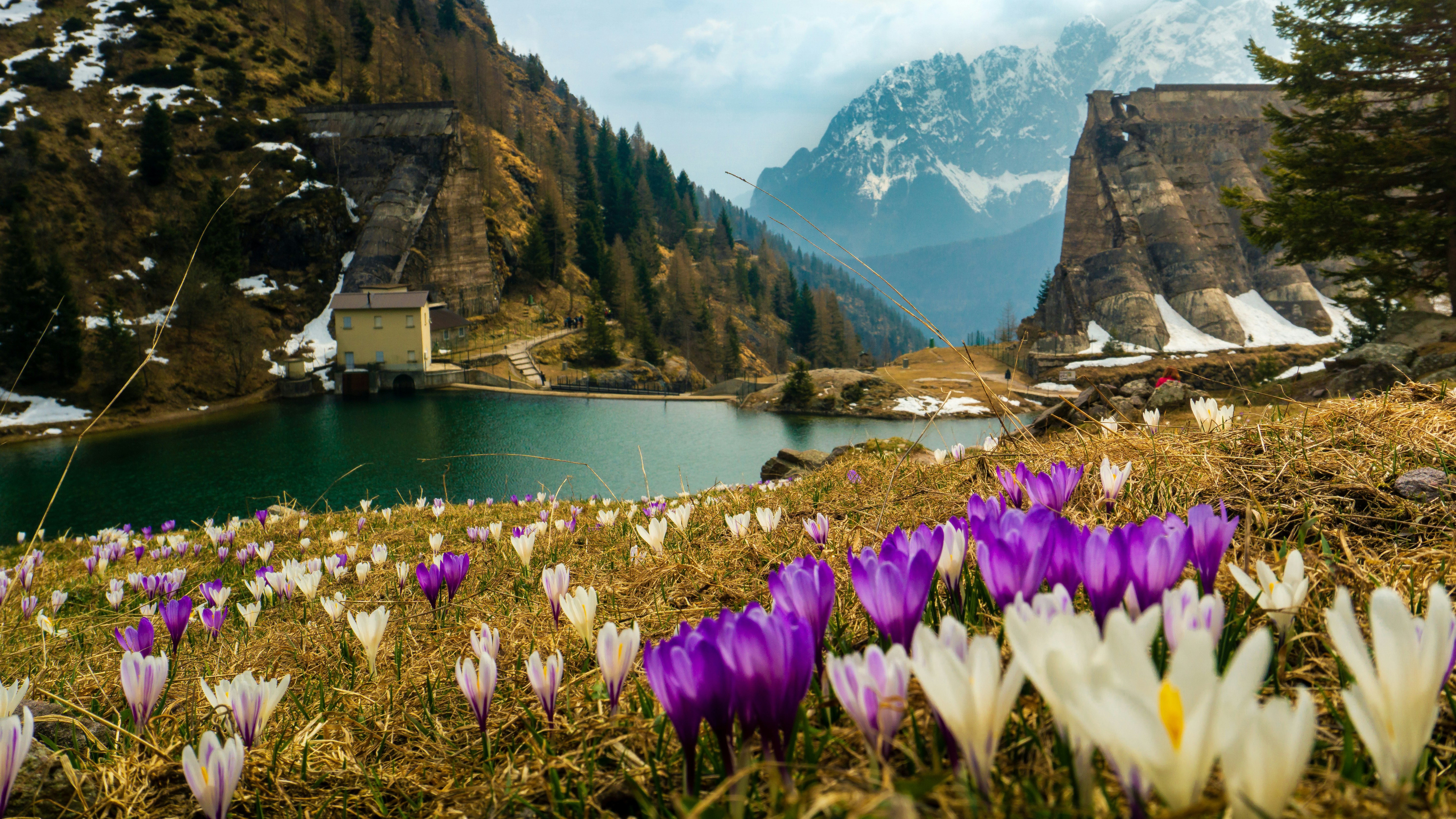 Alpine Meadow in Bloom Overlooking a Glacier-Backed Lake